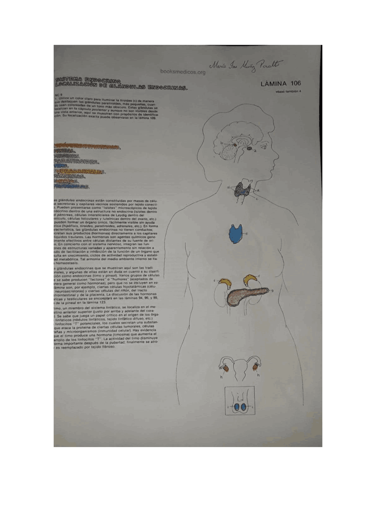 Laminas Del Sistema Endocrino Resúmenes De Anatomía Docsity