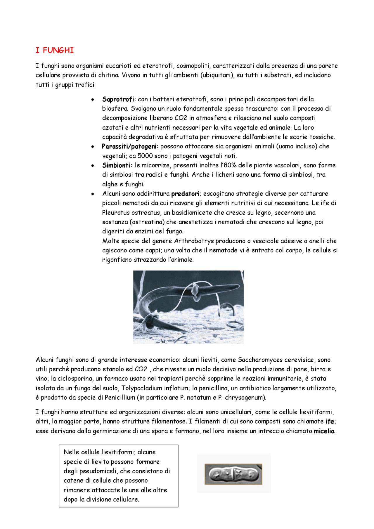 Appunti Di Biologia Vegetale Docsity