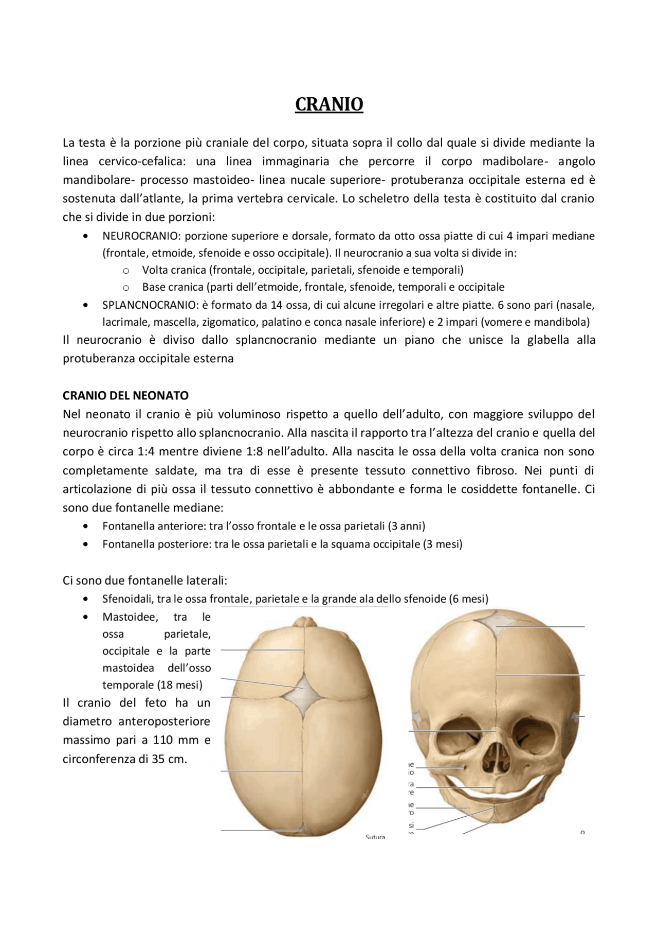 Ossa del cranio (splancnocranio e neurocranio) - Docsity