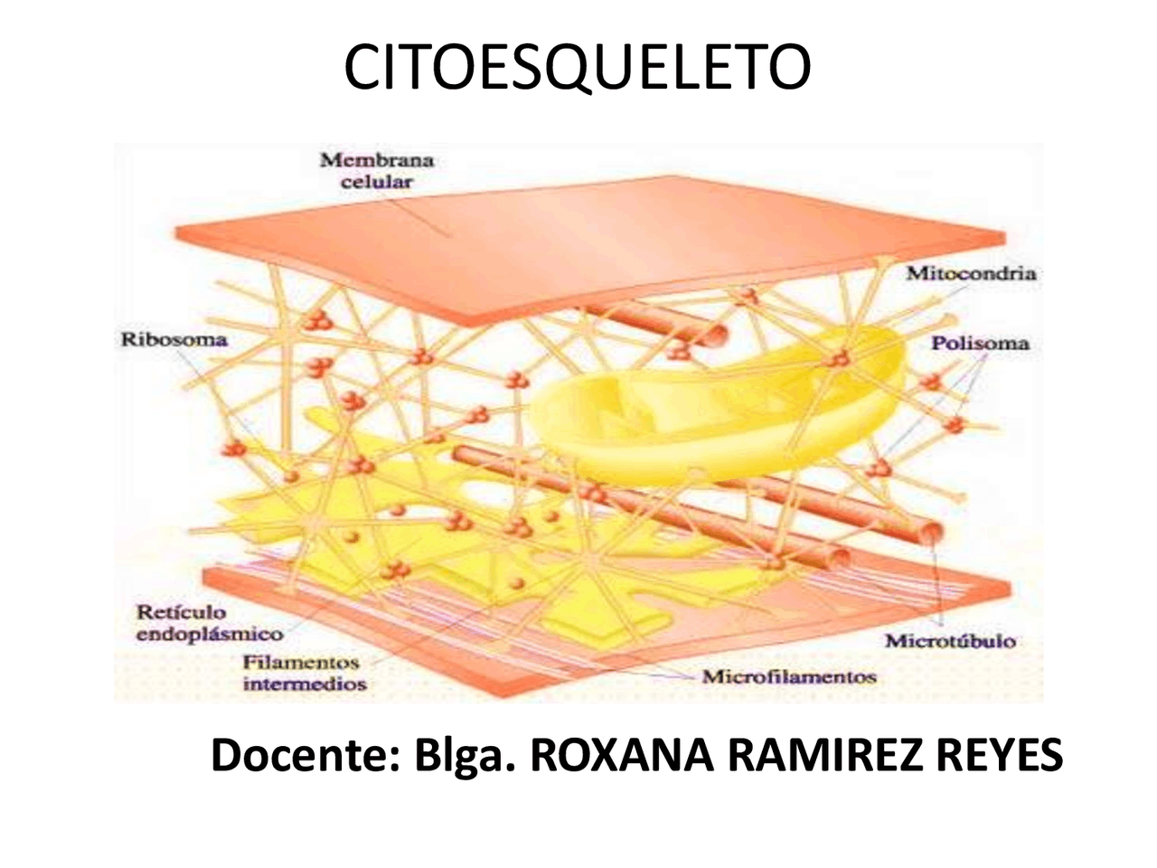 Citoesqueleto Entramado Docsity