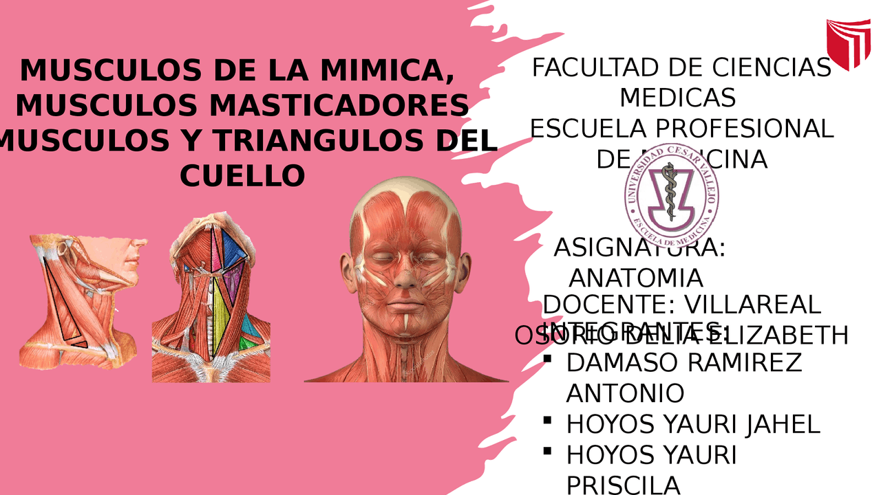 MUSCULOS DE LA MIMICA, MASTICACIÓN Y DEL CUELLO , ARTICULACIONES DE LA ...