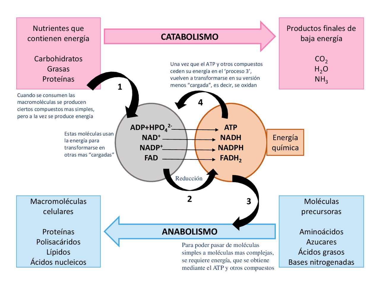 Ciclo catabólico y anabólico - Docsity