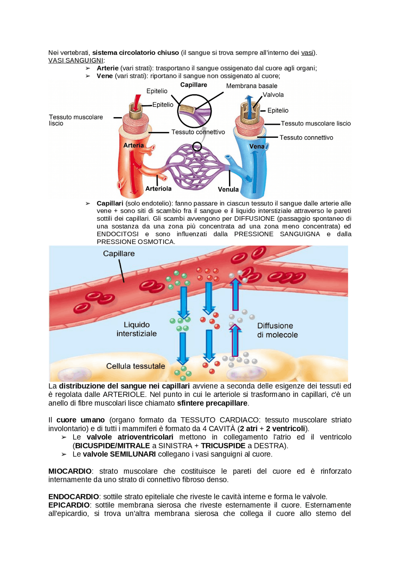 Appunti Sistema Cardiocircolatorio Docsity