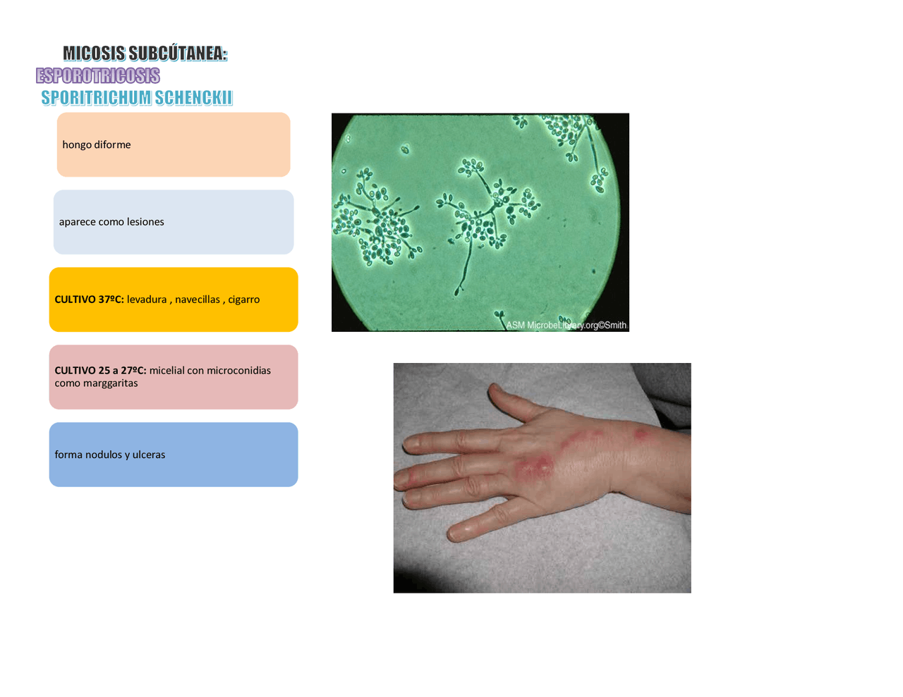 Micosis Subcutánea P Docsity
