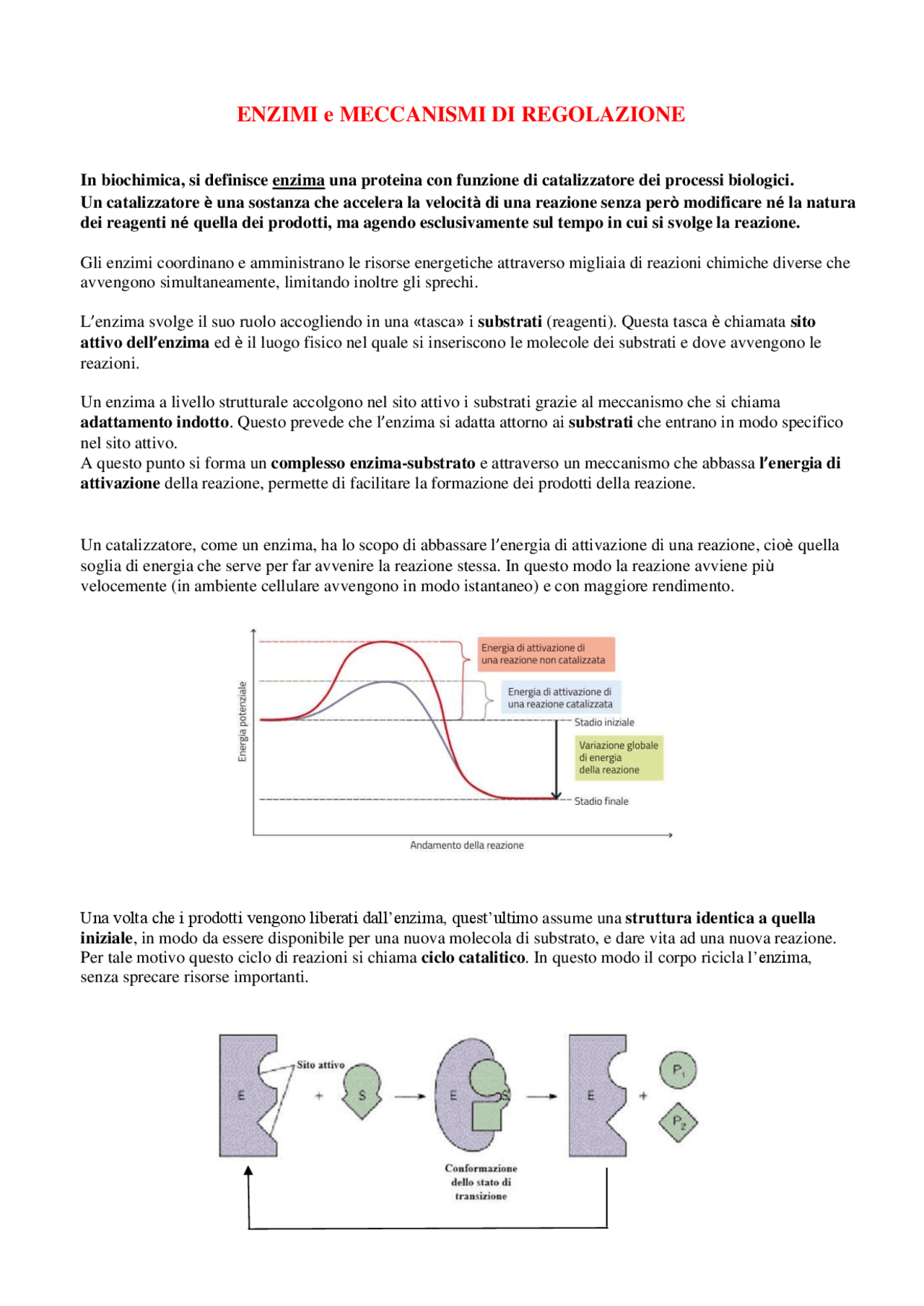 Riassunto Enzimi Caratteristiche Principali Docsity