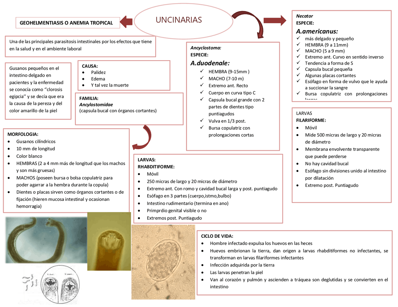 Uncinarias Ciclo De Vida