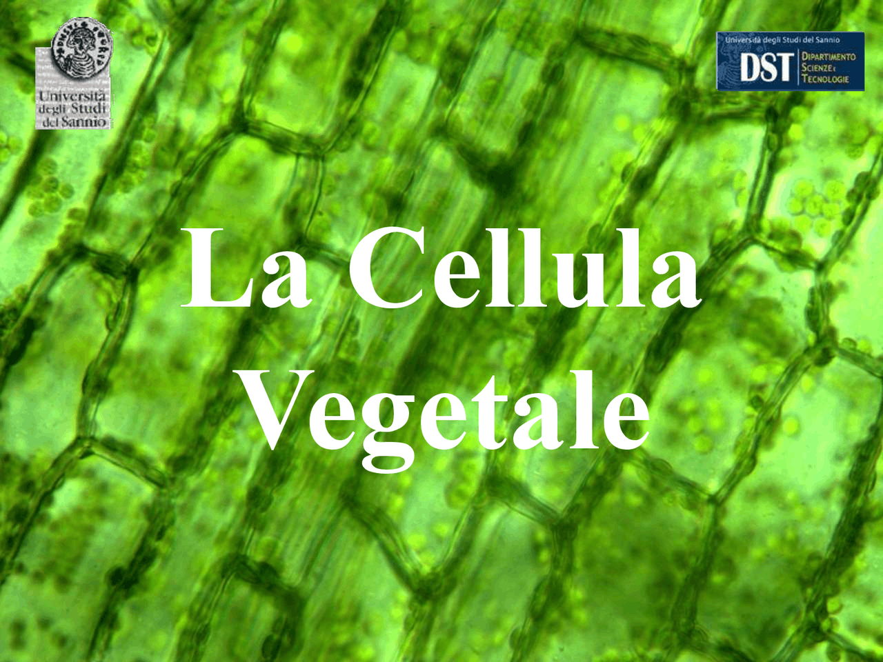 Introduzione alla cellula vegetale - Docsity