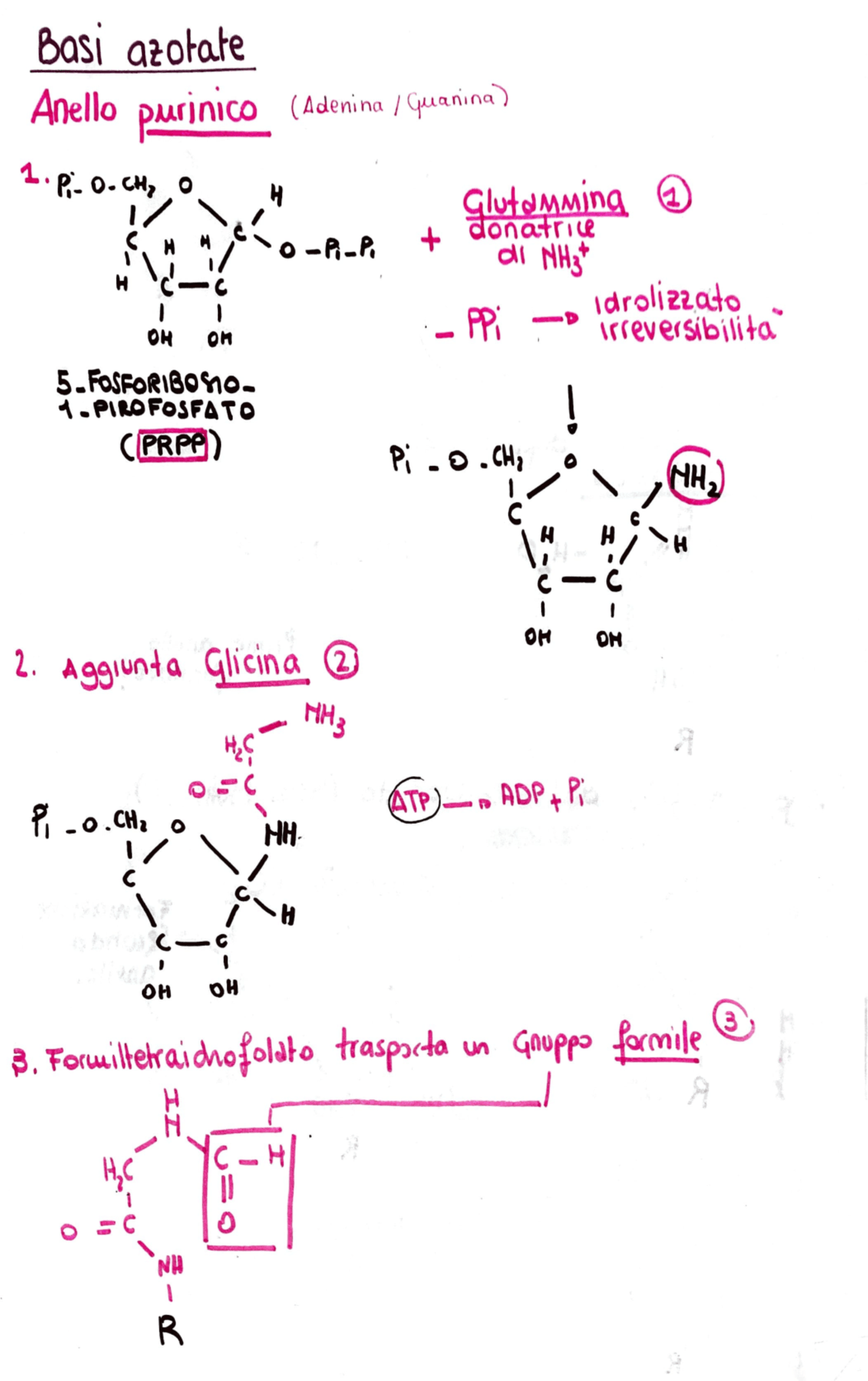 Sintesi delle basi azotate - Docsity