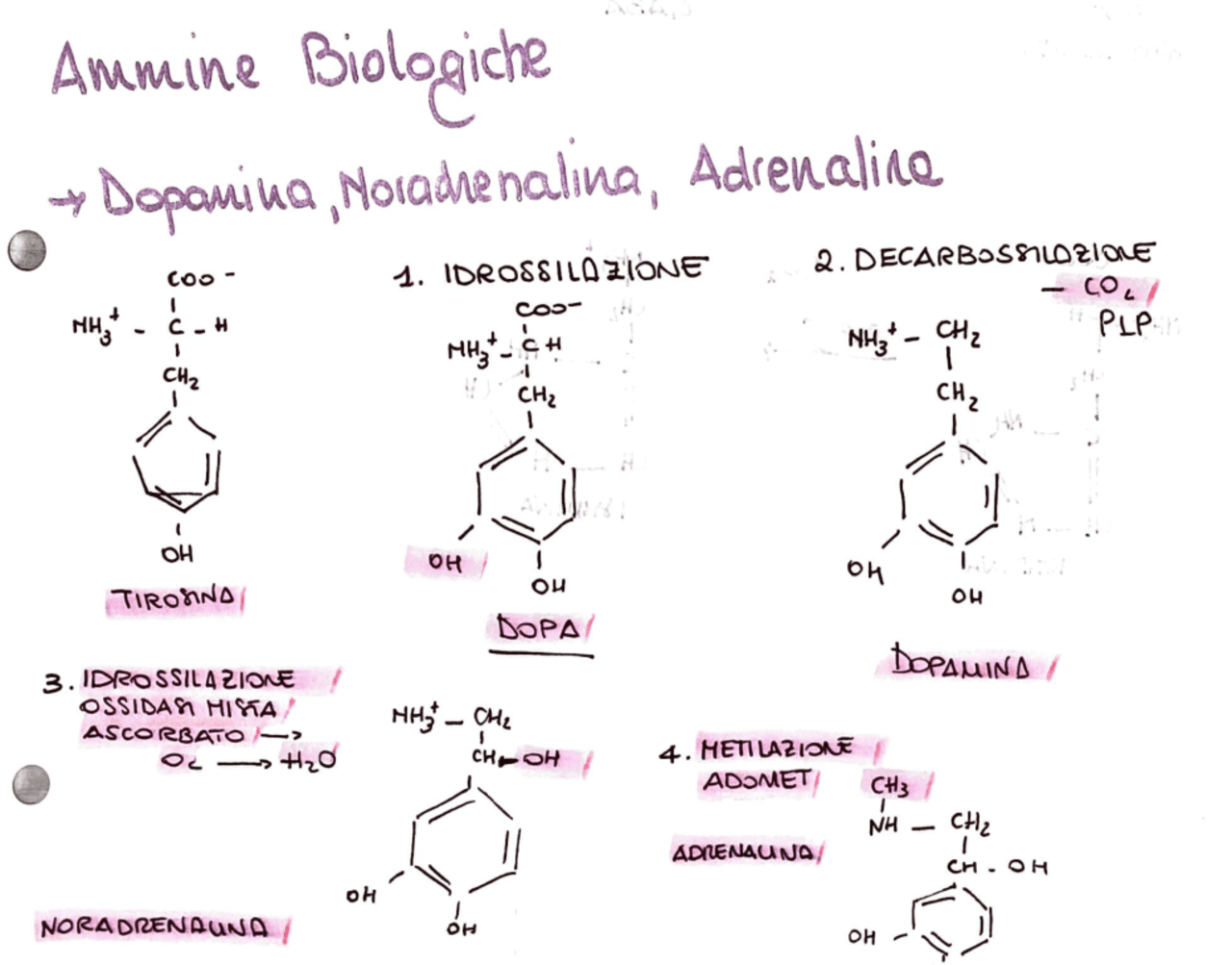 Sintesi delle ammine biogene - Docsity