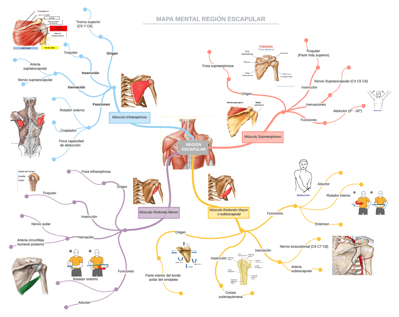 Resumen de la Región escapular | Resúmenes de Anatomía | Docsity