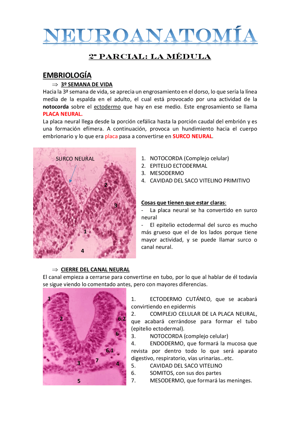 Apuntes Neuroanatomía Docsity