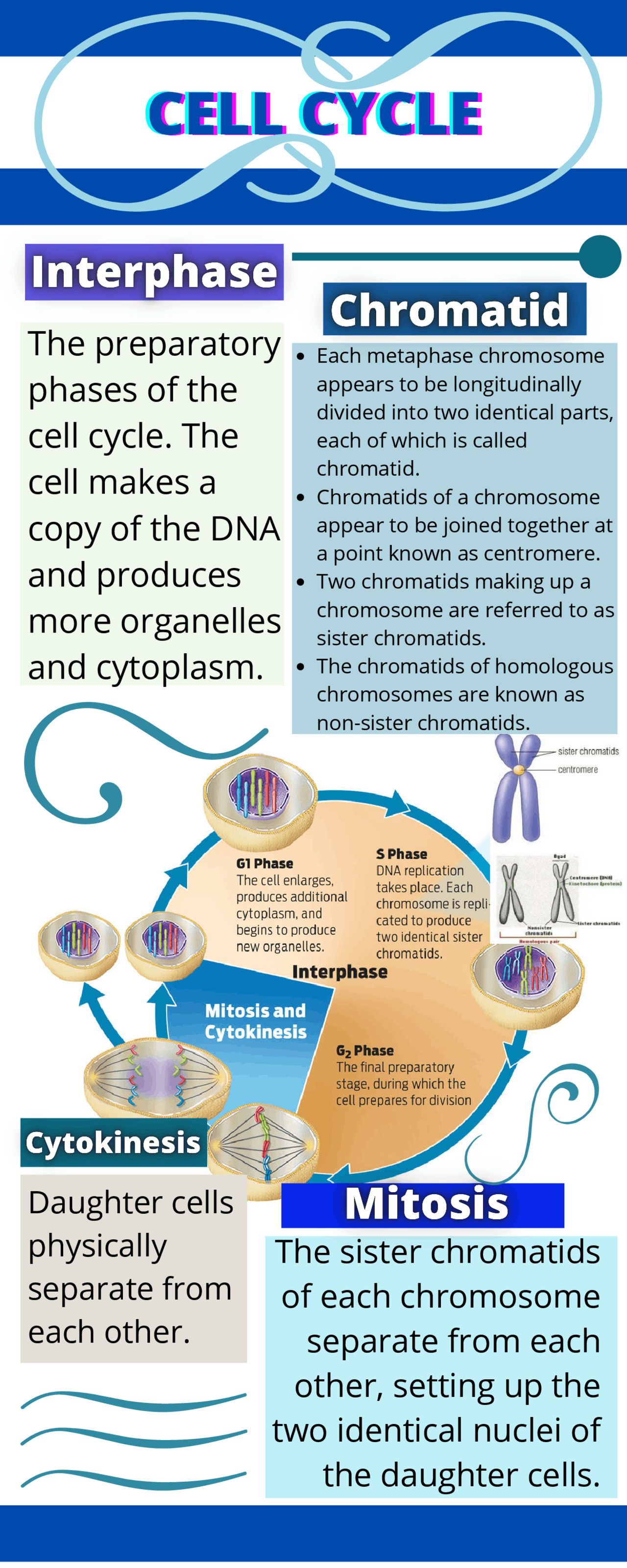 Simple diagram of a cell cycle | Exercises Biology | Docsity