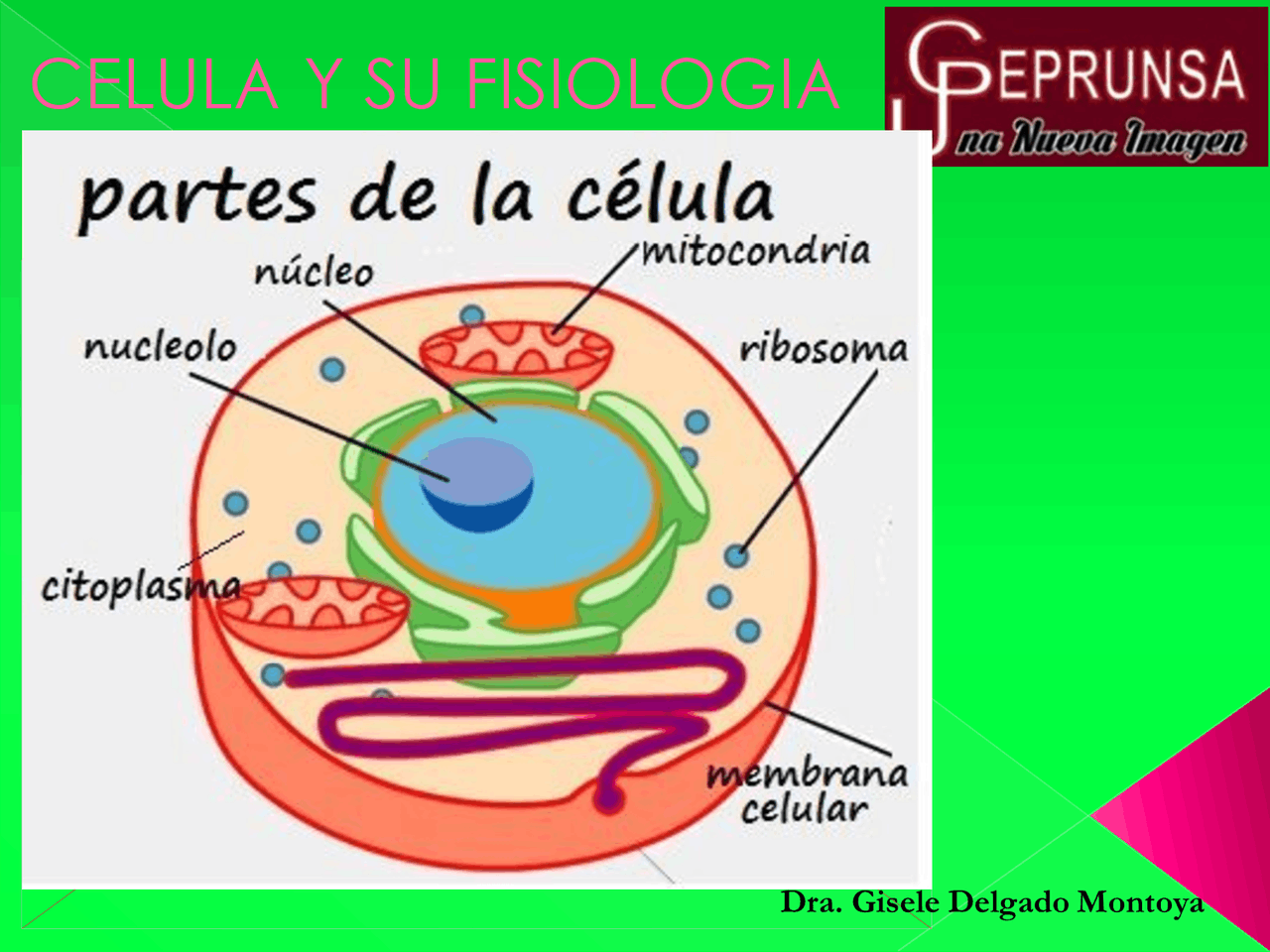 La Fisiologia De La Celula Docsity