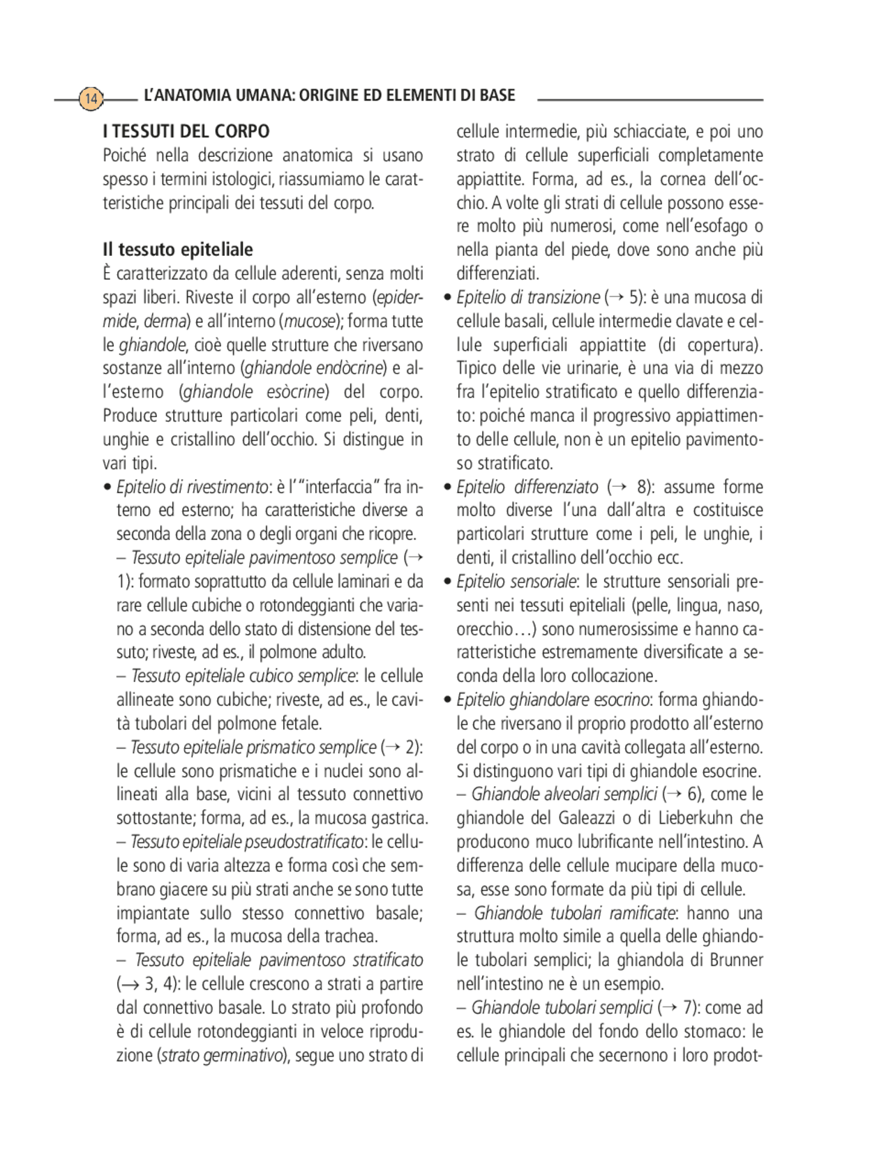 Tessuto Epiteliale Anatomia Docsity