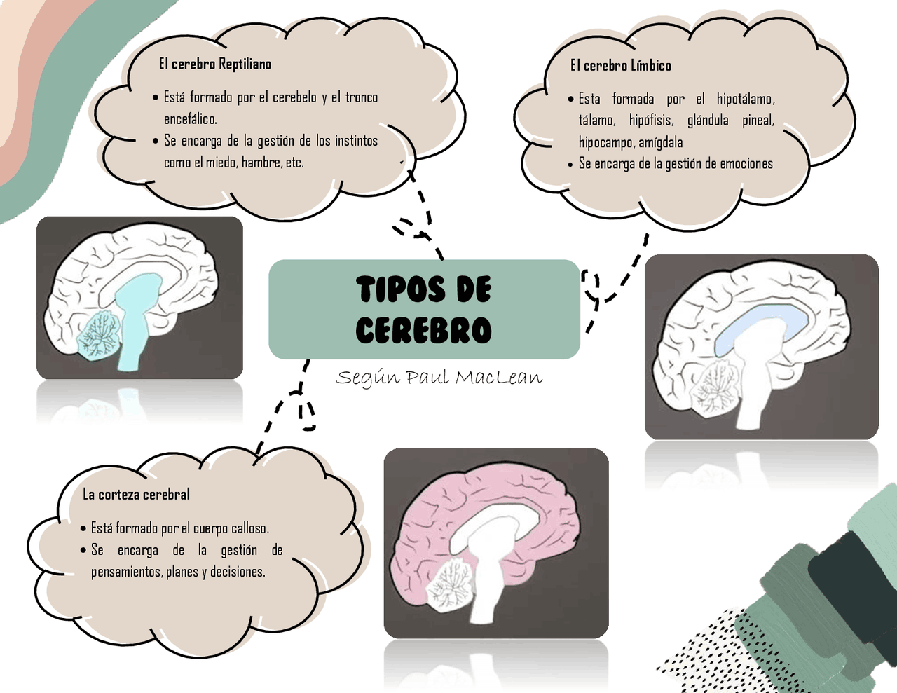 Tipos De Cerebros Según Paul Maclean Docsity