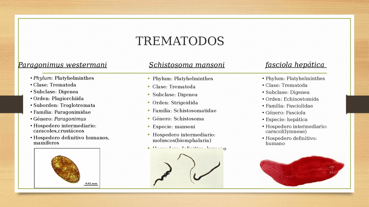 trematodos(clasificacion) | Diapositivas de Zoología | Docsity