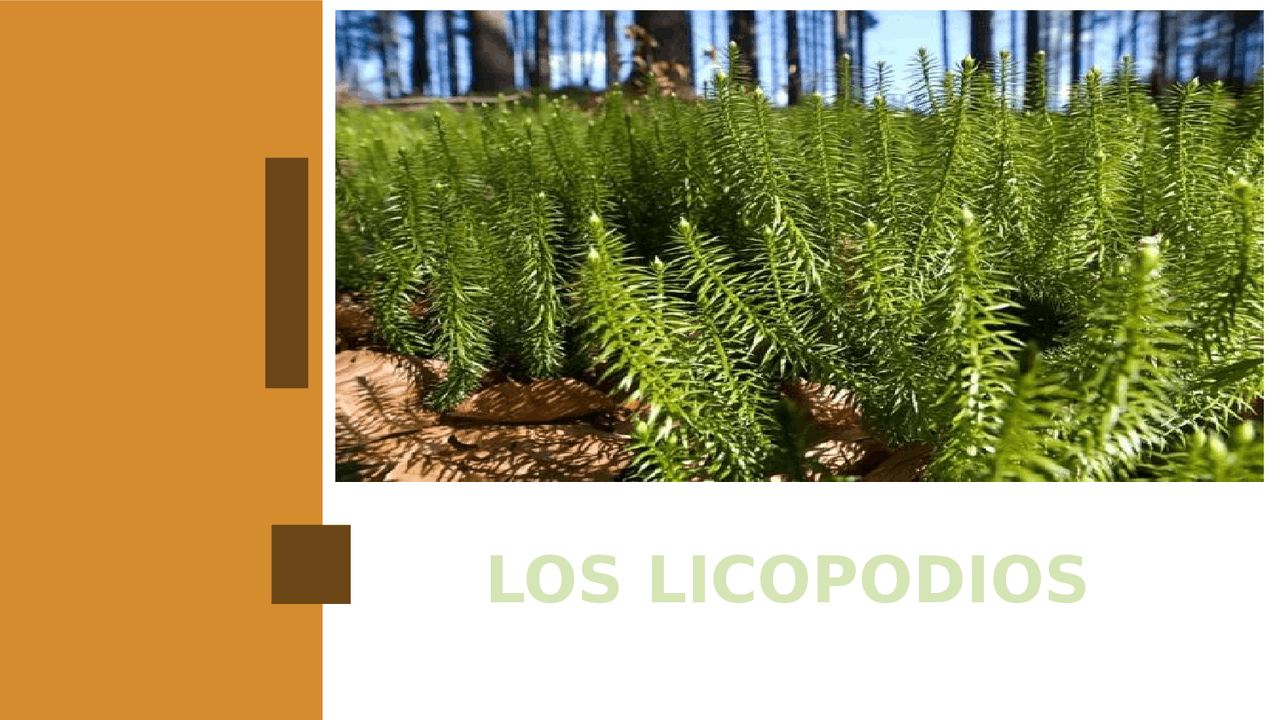 Características de los Licopodios: Descripción y Anatomía ...