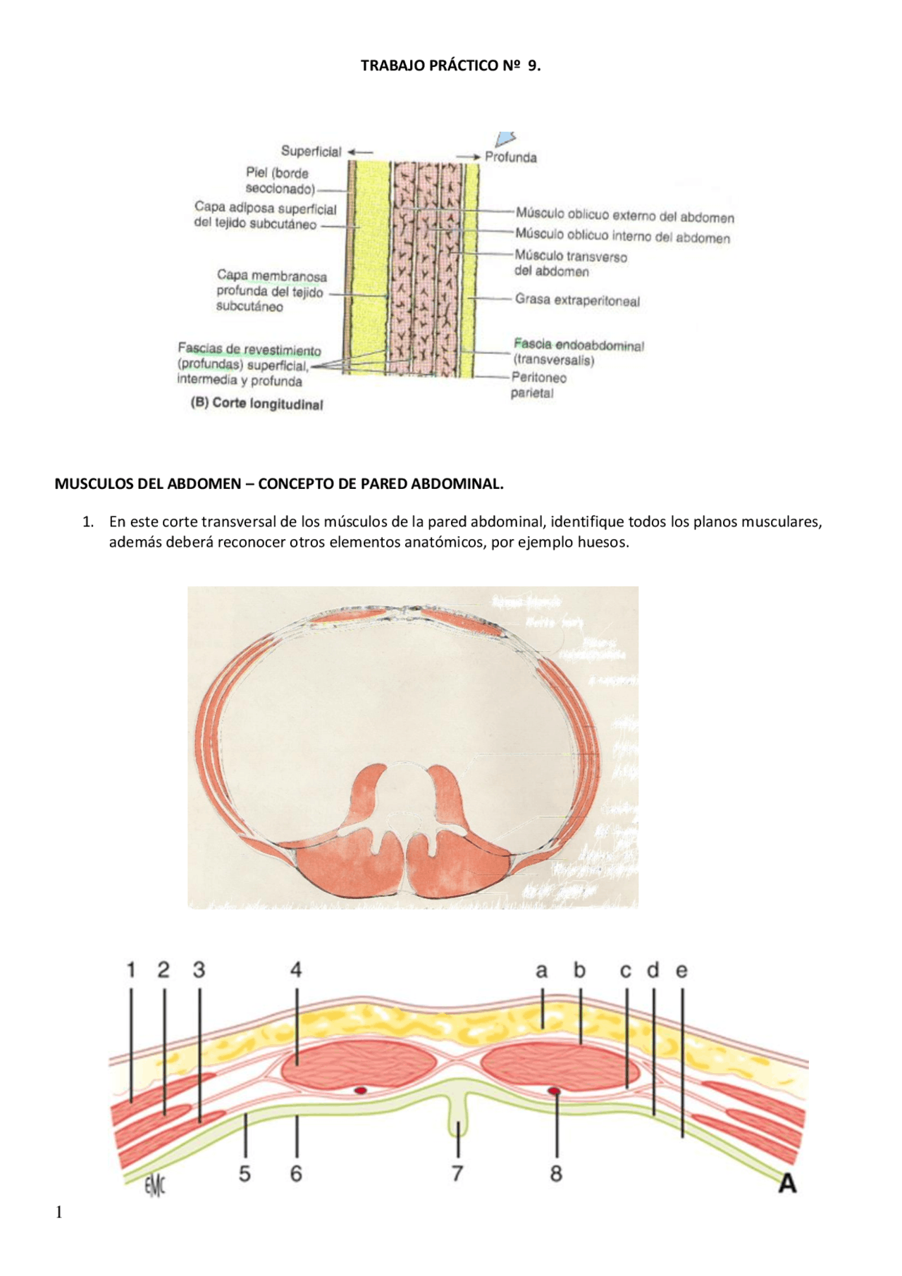 Abdomen ligamento inguinal impiortantw spanfonvkev - Docsity