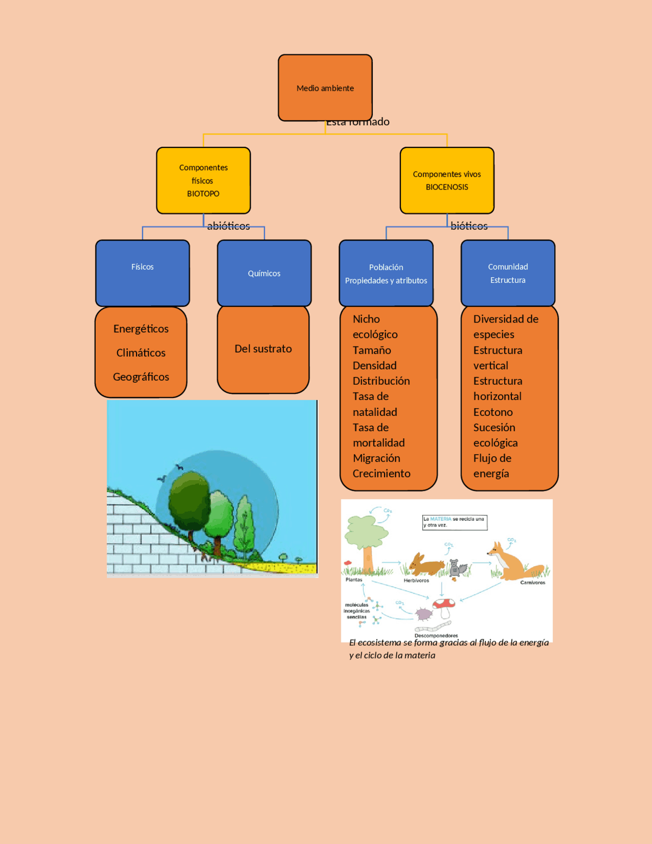 Diagramas De Ecosistemas