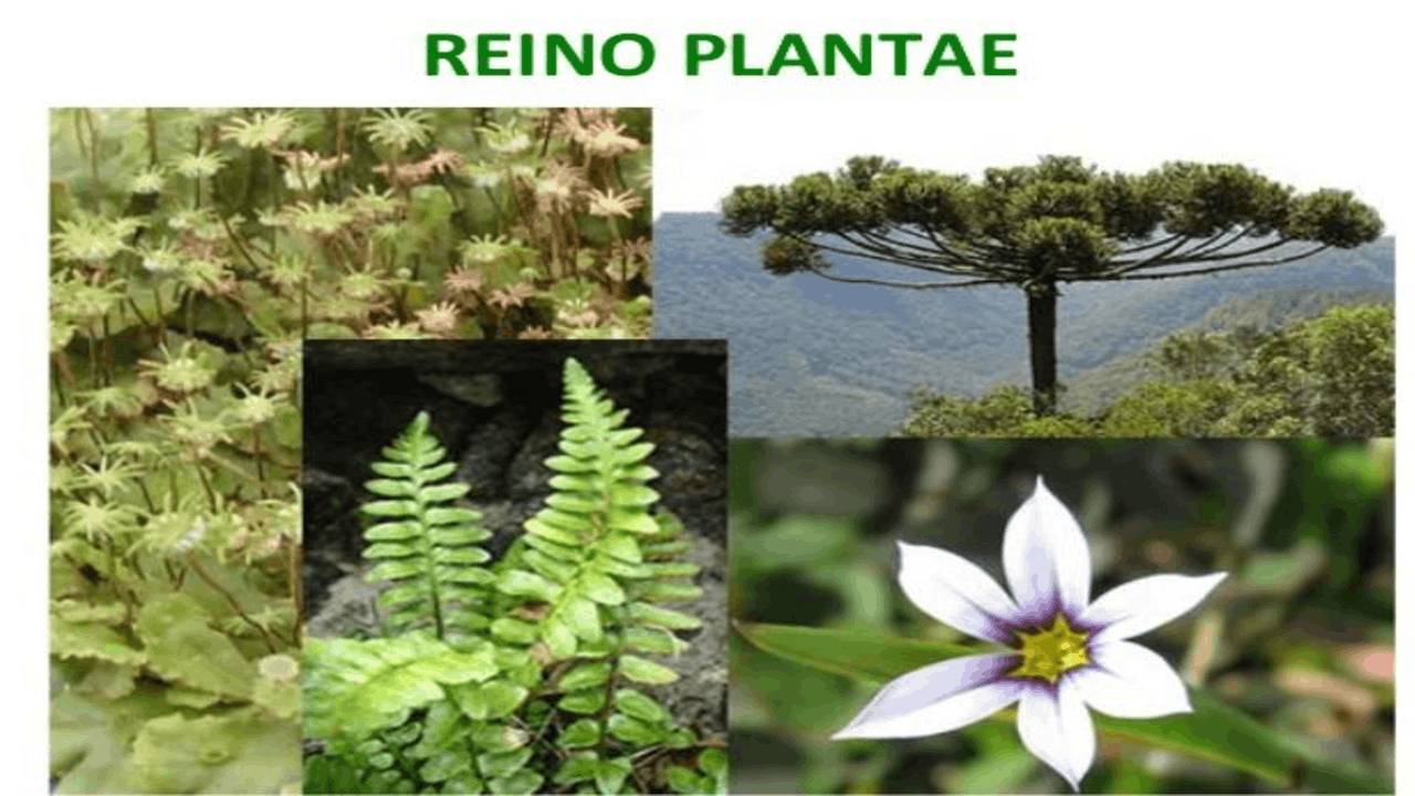 Reino plante: Classificação e partes da angiosperma. - Docsity