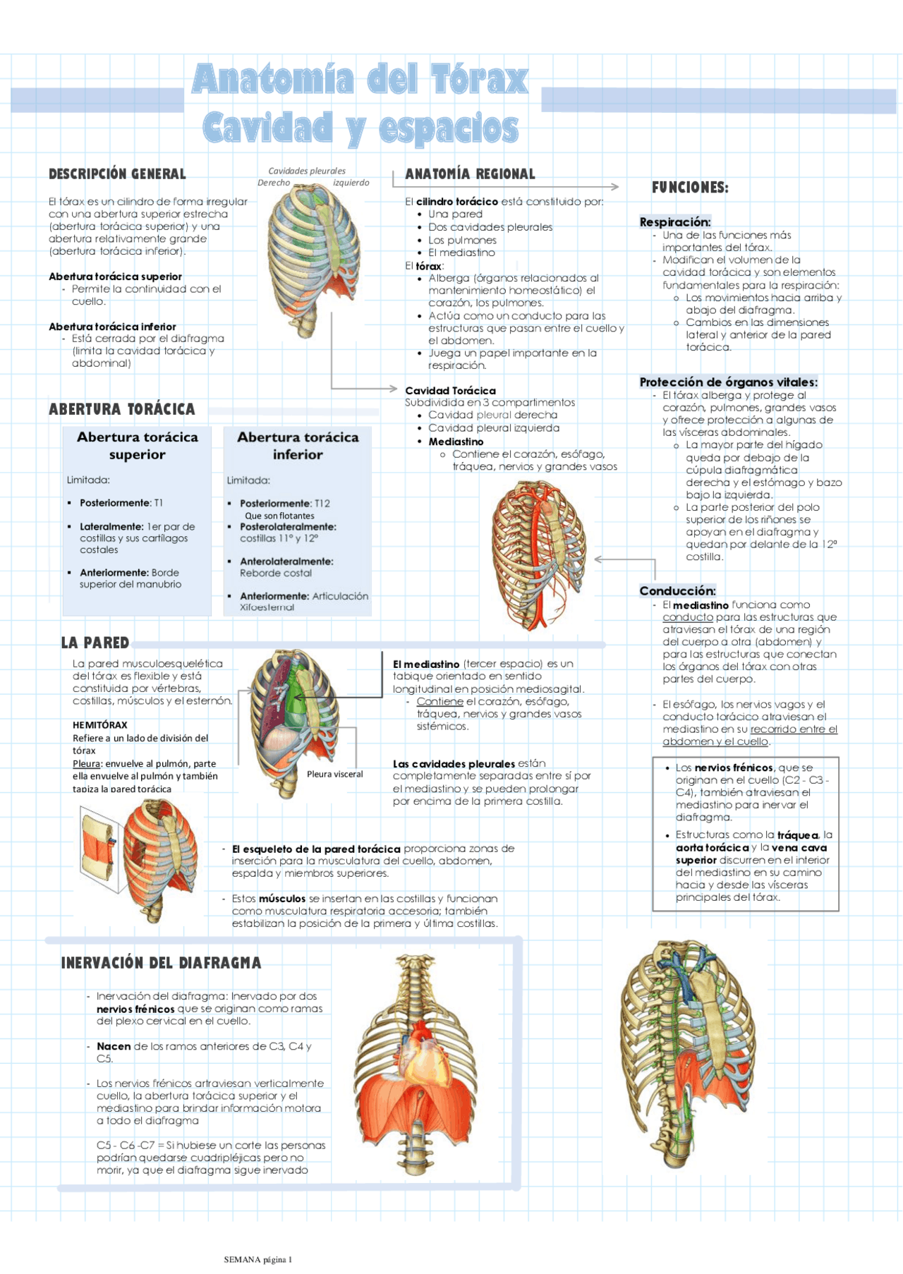 Anatomía de la cavidad torácica - Docsity