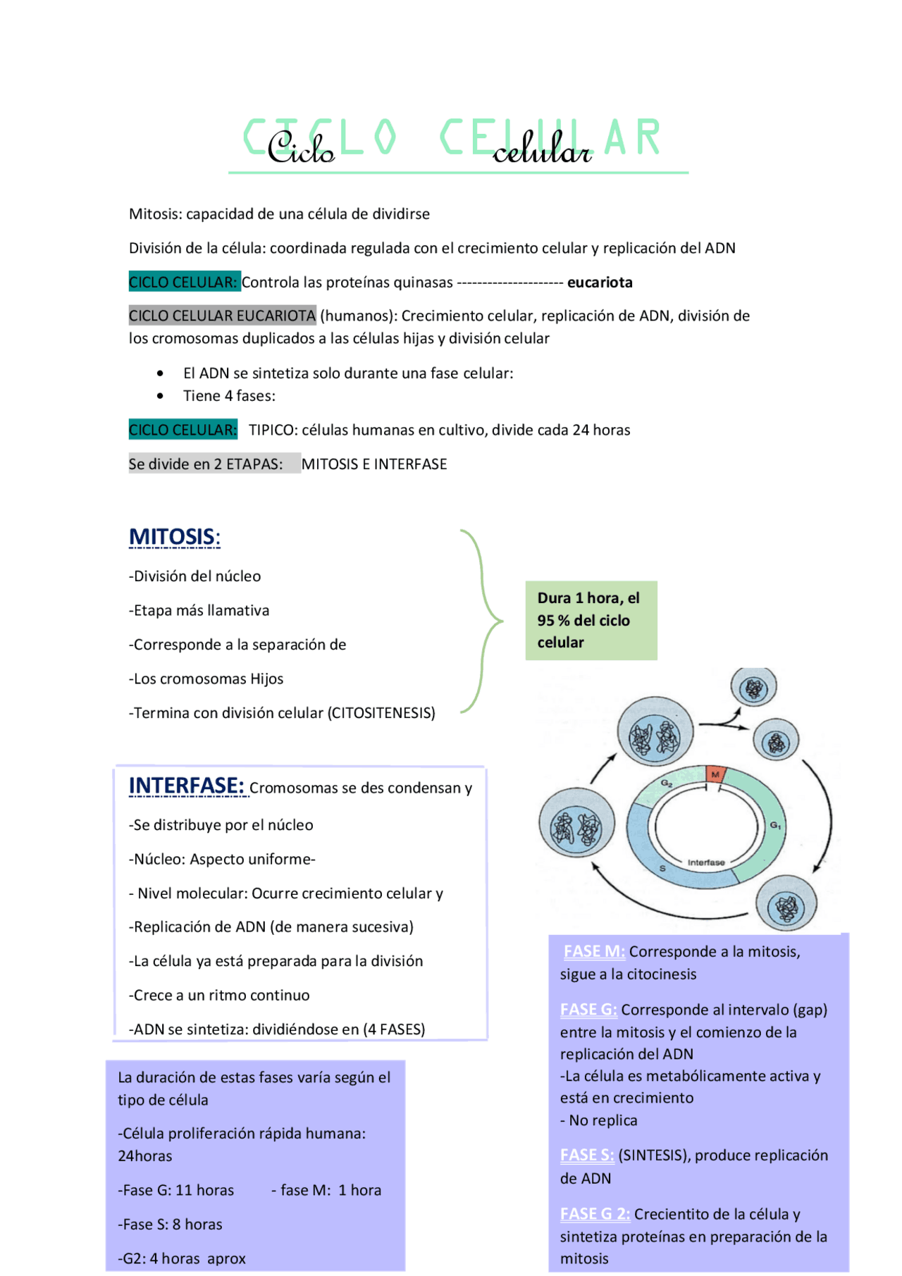 Resumen Del Ciclo Celular Docsity