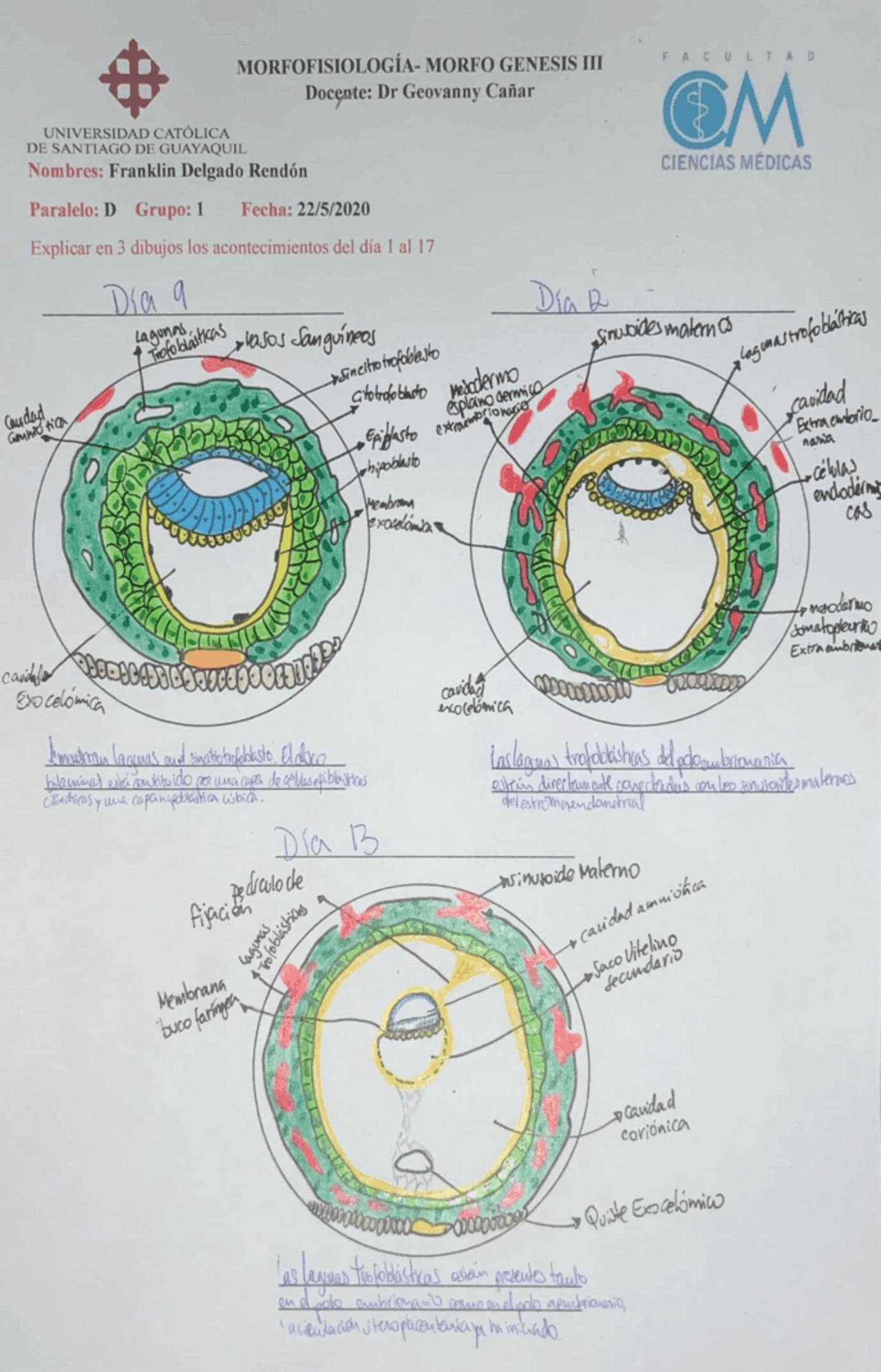 Dibujo de embriología - Docsity