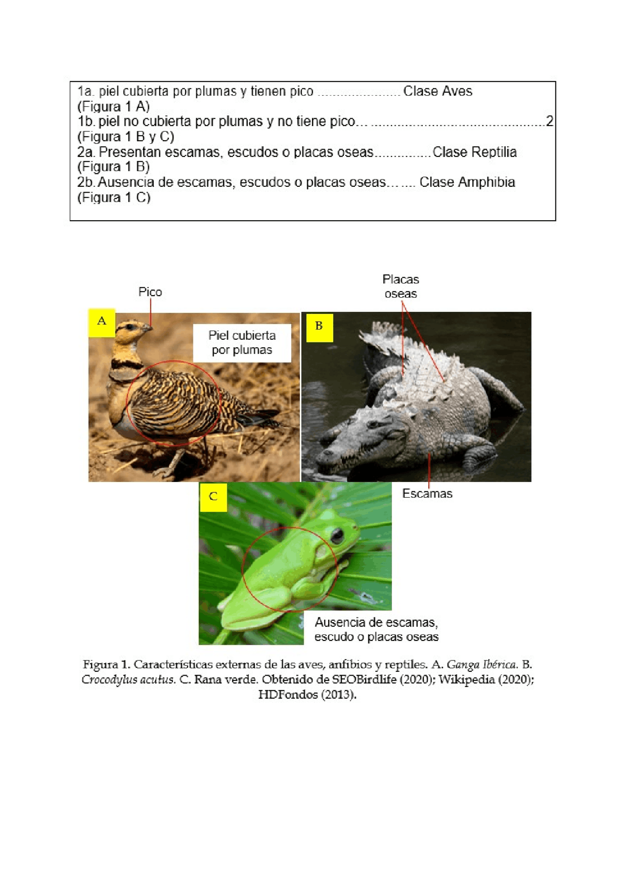 Hoja De Trabajo De Clasificación Y Taxonomía