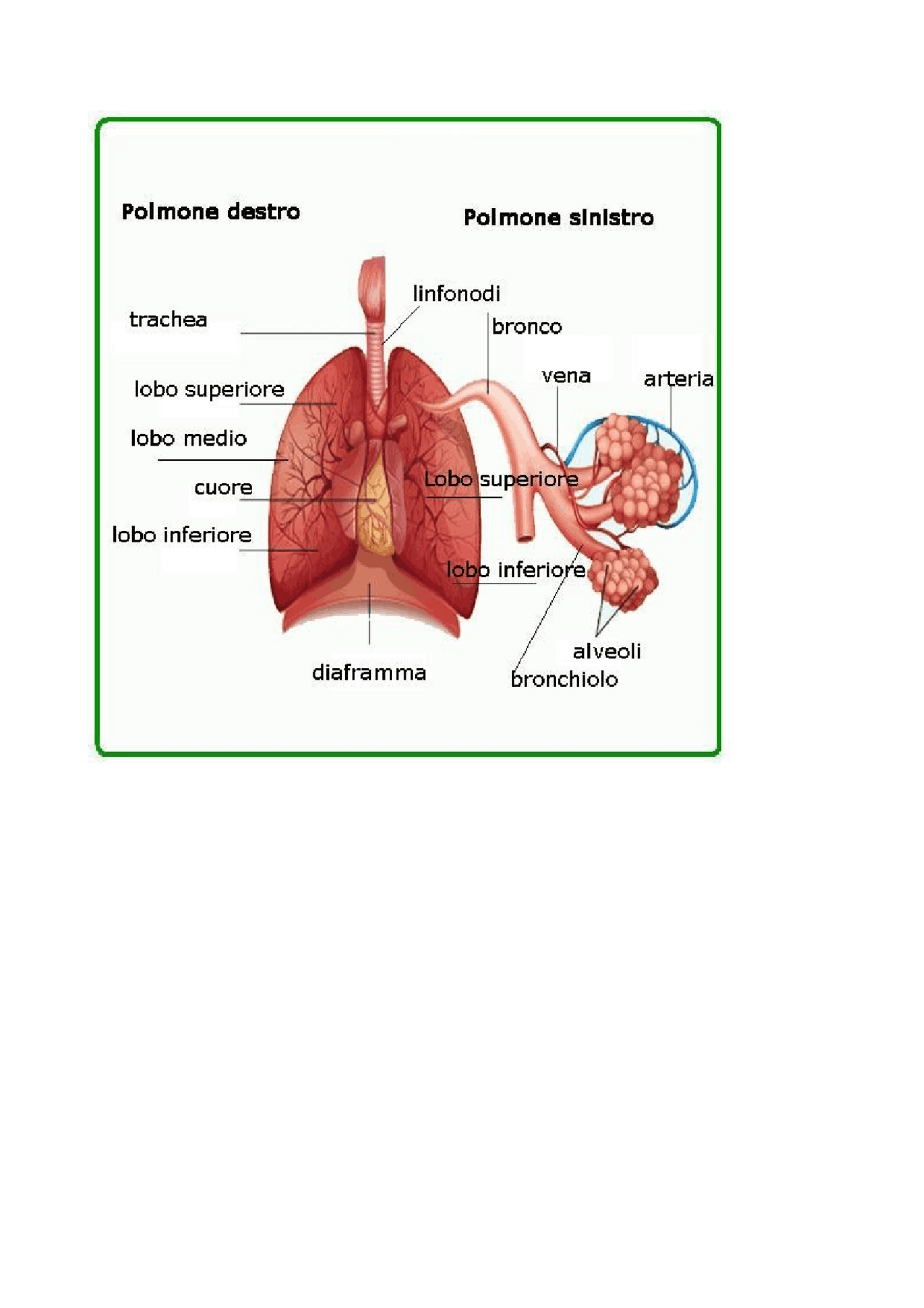 ANATOMIA UMANA APPUNTI SUI POLMONI - Docsity