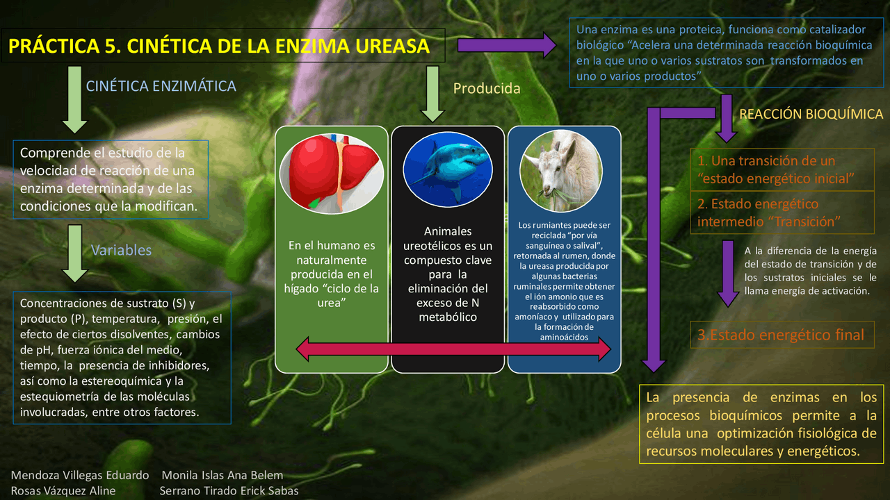 Cinética de las enzima de ureasa - Docsity