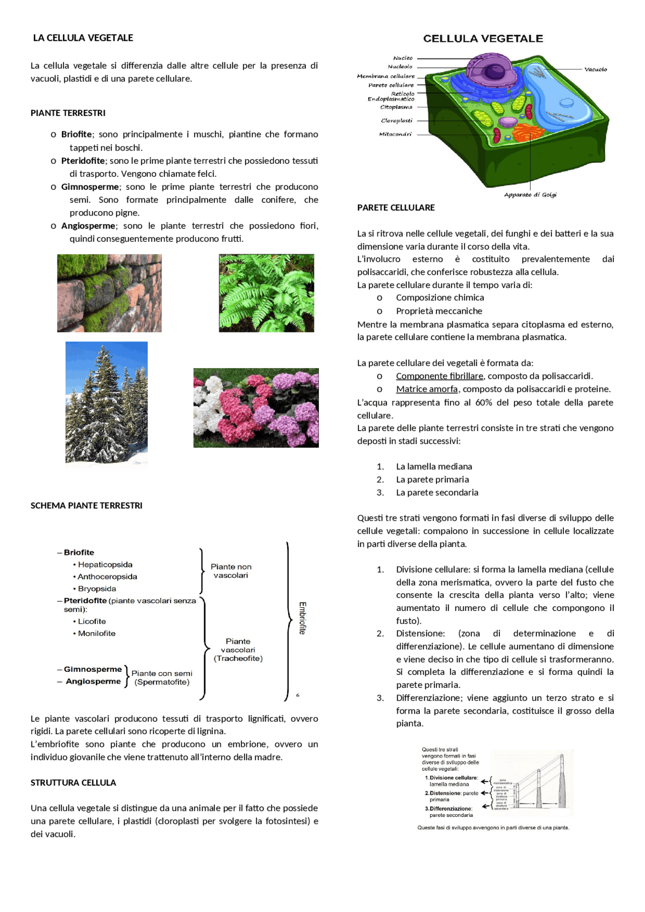 Riassunto Dellargomento La Cellula Vegetale Docsity