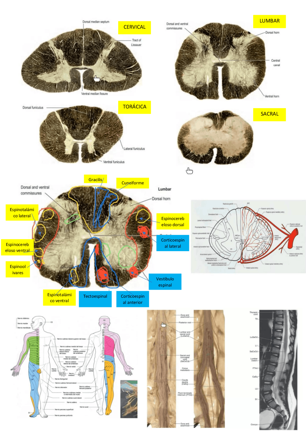 Práctica De Neuroanatomía Resumida Docsity