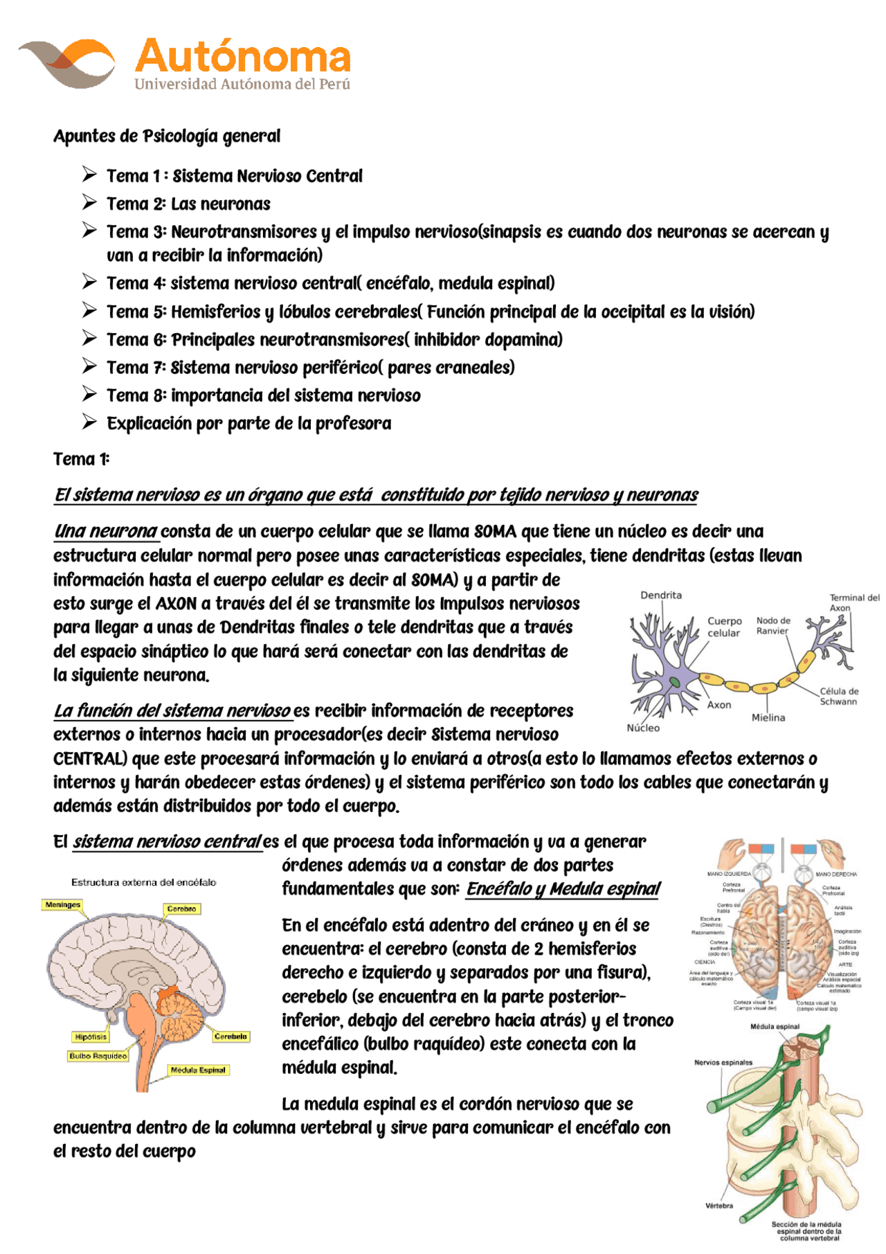 Apuntes De Sistema Nervioso Docsity