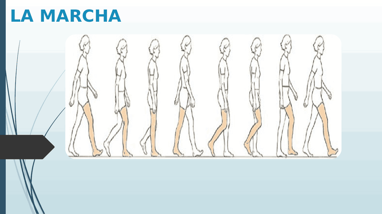 LA MARCHA BIPEDA DE BIOMECANICA - Docsity