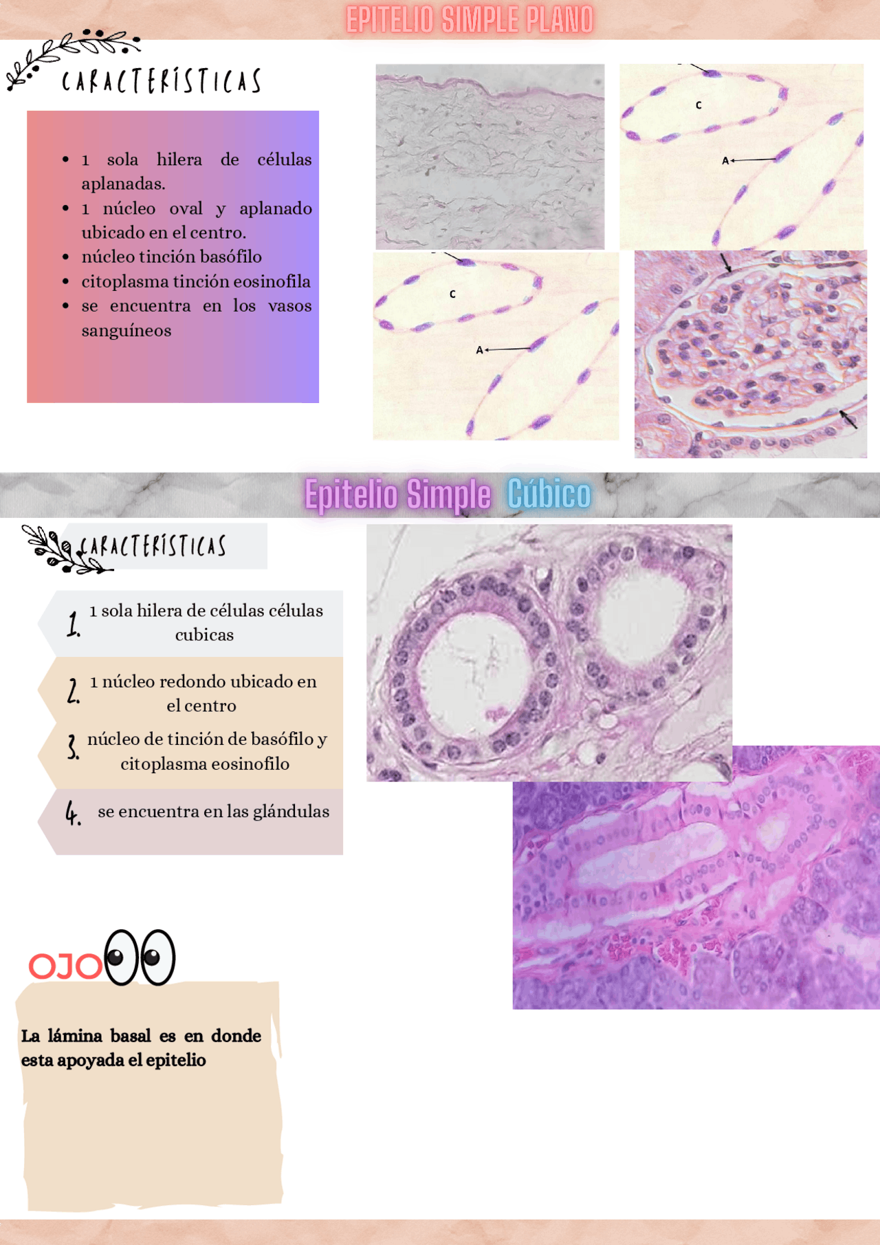 Epitelios Con Cortes Histológicos Apuntes De Histología Docsity