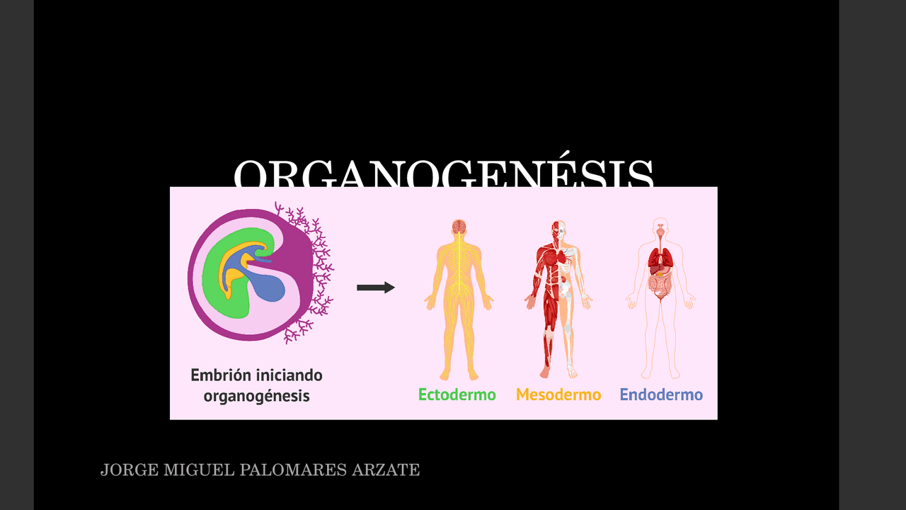 Organogenésis en el humano - Docsity