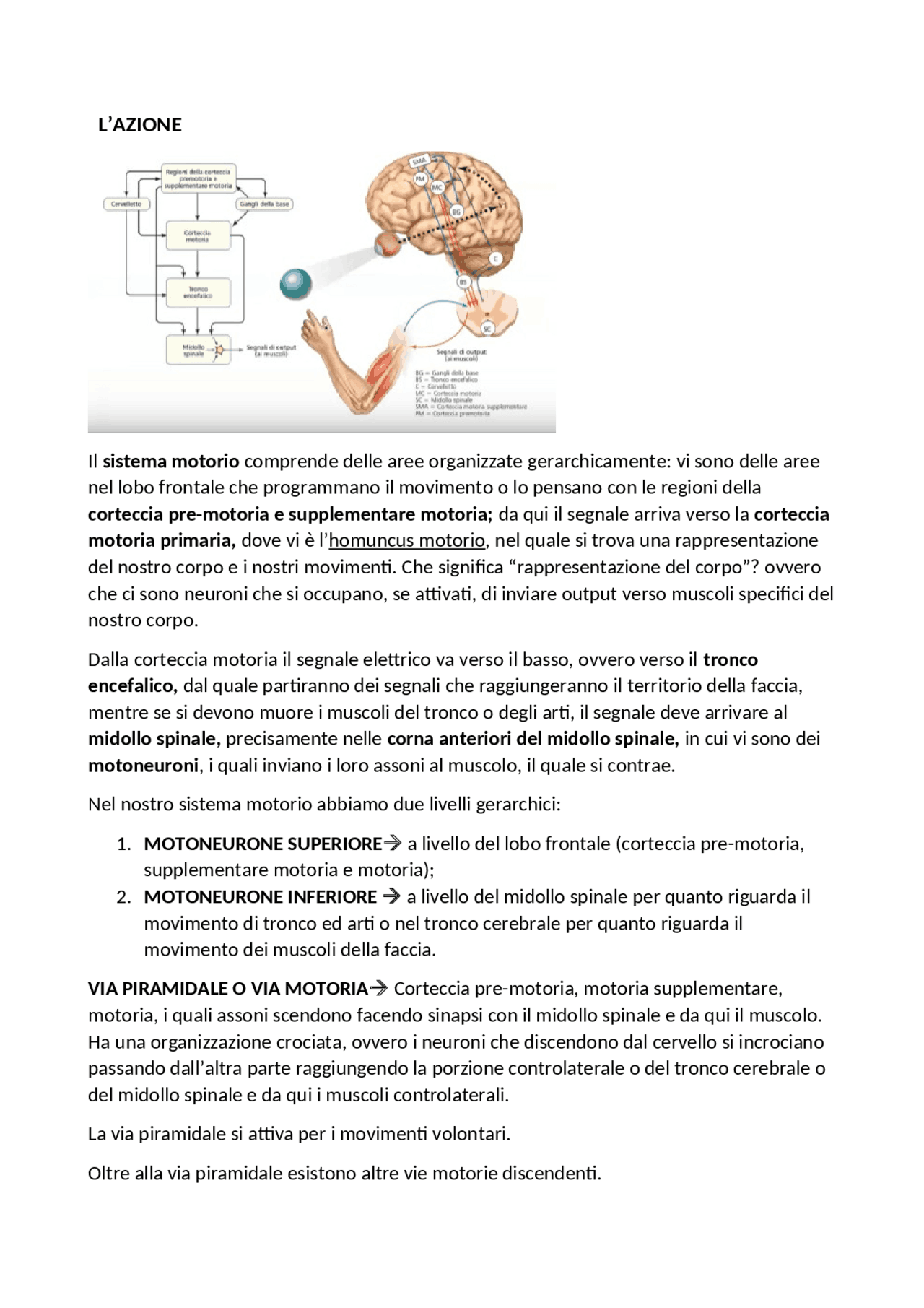 Azione Programmazione Motoria Docsity