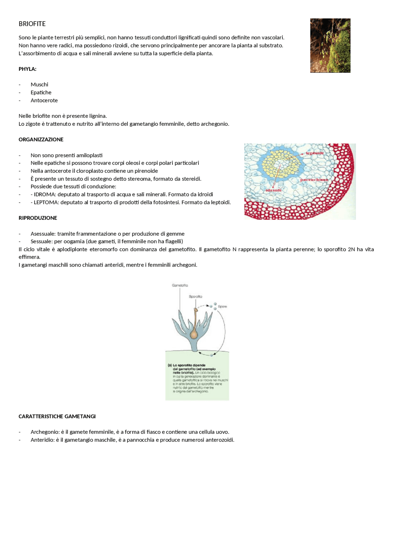 Ciclo Vitale Delle Briofite T R A C H E O F I T E Facoltà Di