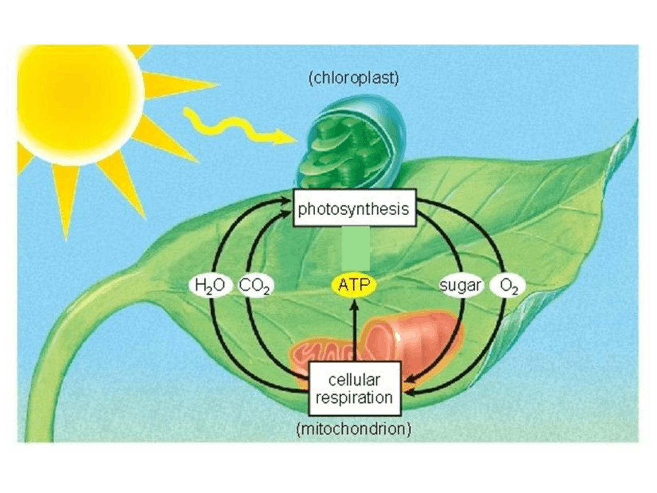 Bioquímica Metabolismo Dos Carboidratos Docsity