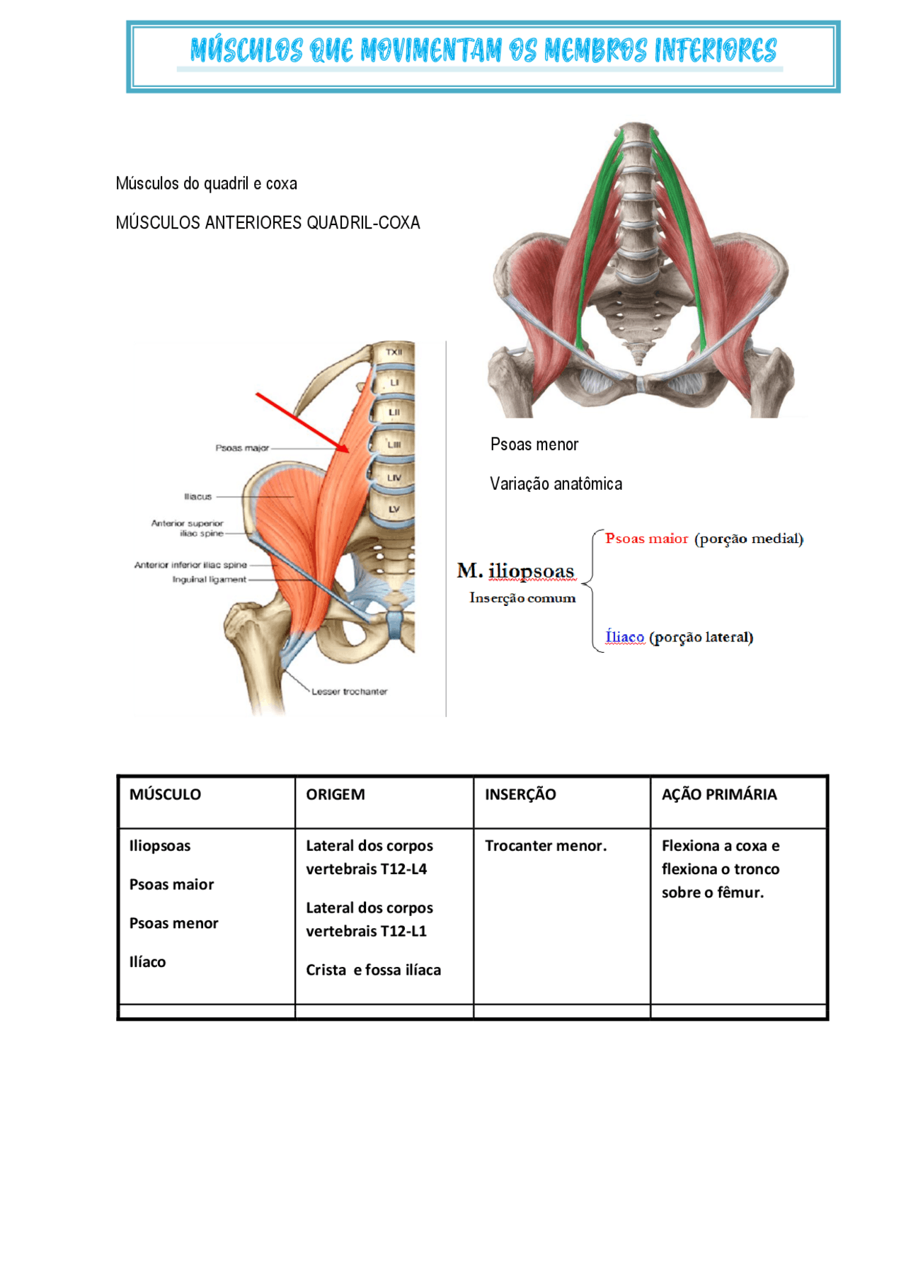 Músculos do membro inferior - Docsity