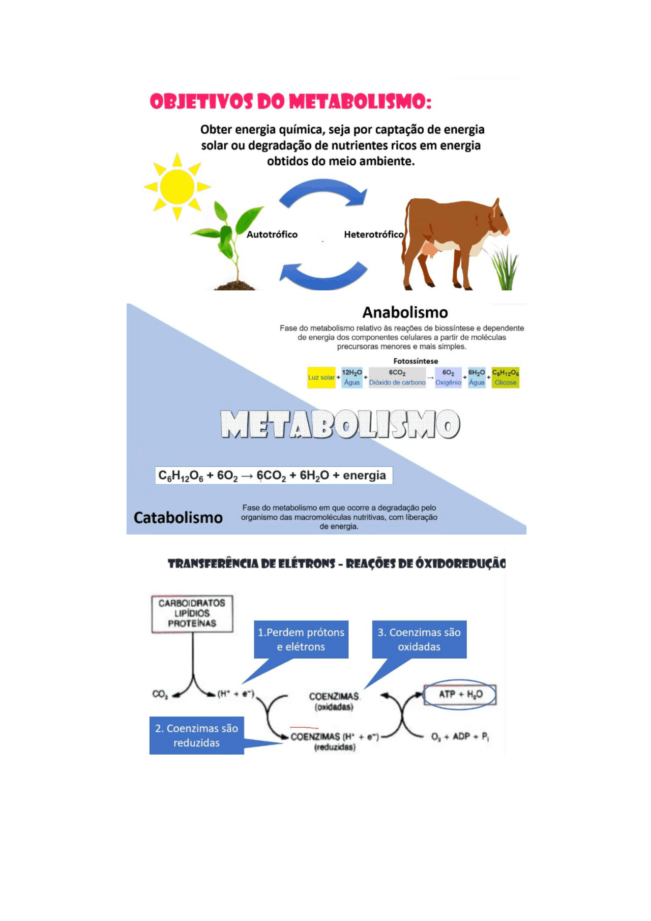 Ciclo De Krebs De Bioquimica Docsity