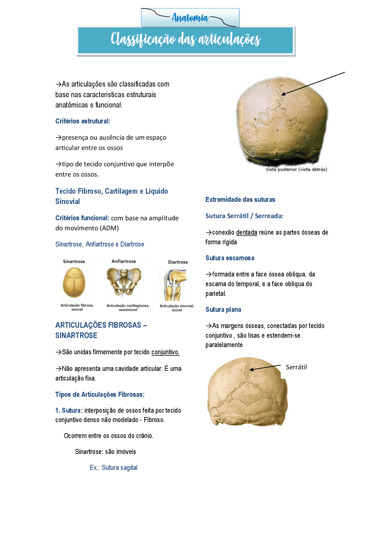 Anatomia Articulações Docsity
