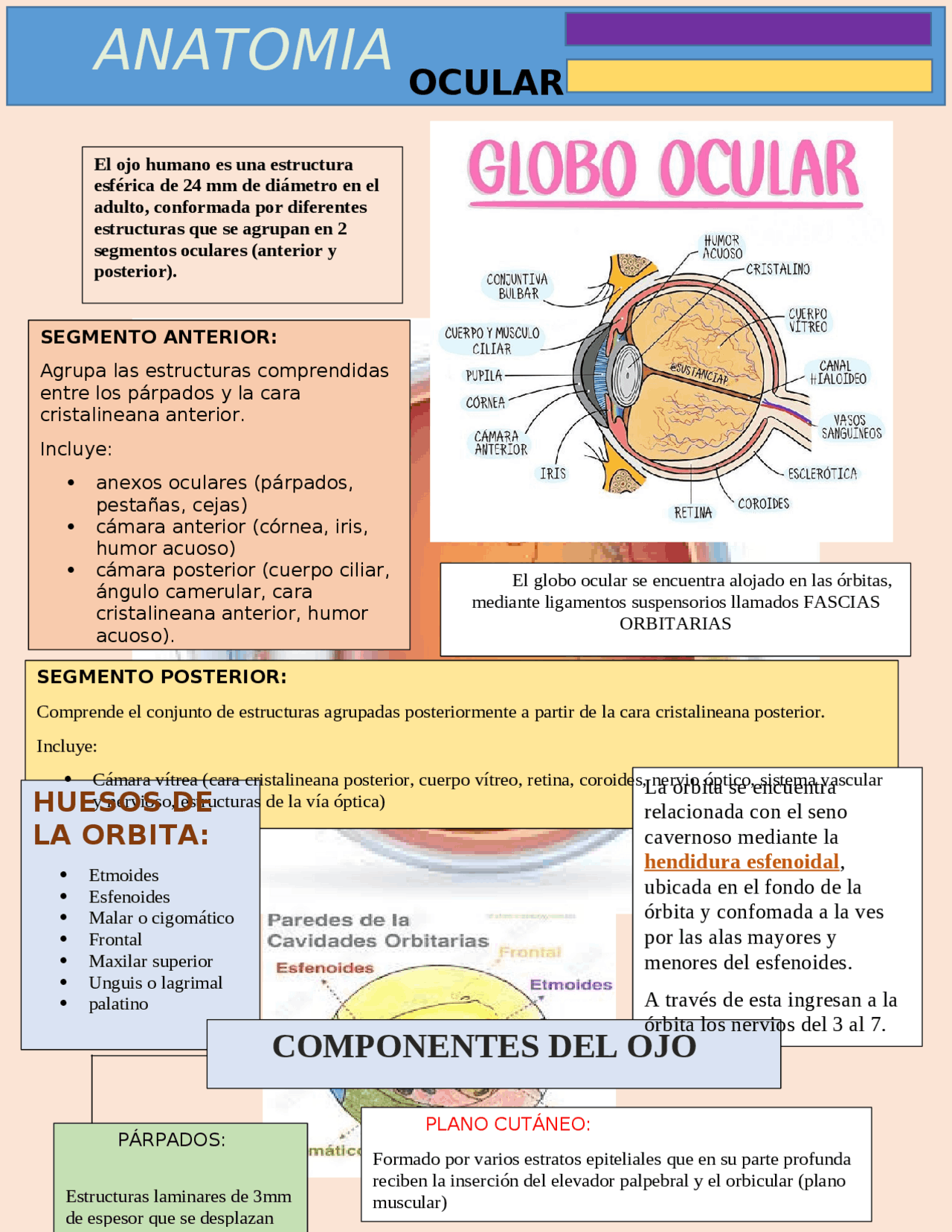 RESUMEN DE LA ANATOMÍA OCULAR, con imágenes y gráficos que te ayudarán ...