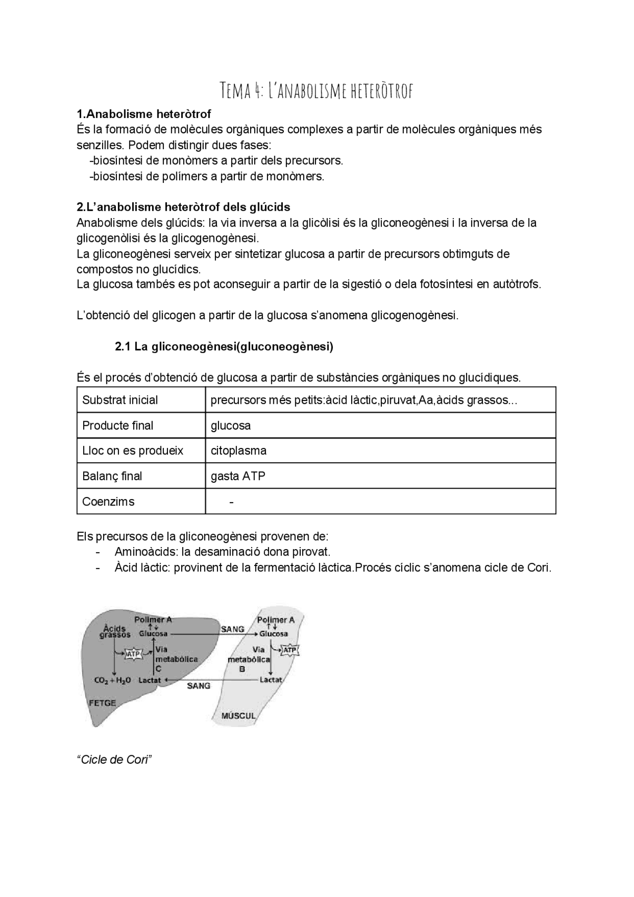 Anabolisme Heteròtrof I Autòtrof Esquemas Y Mapas Conceptuales De