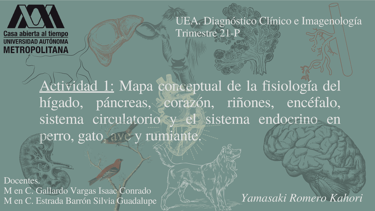 Mapa Conceptual Fisiología - Docsity