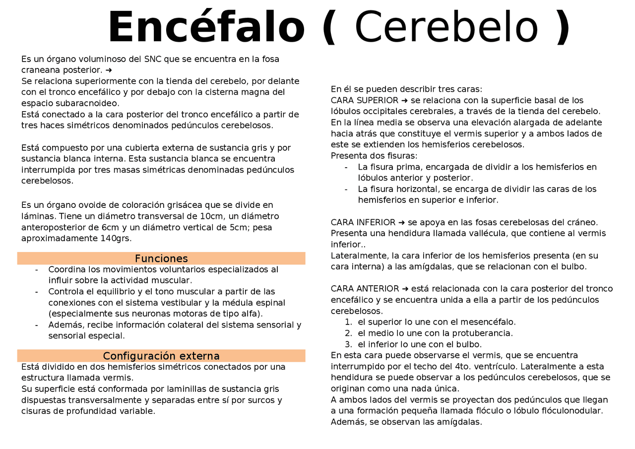 Neuroanatomia Cerebelo Docsity