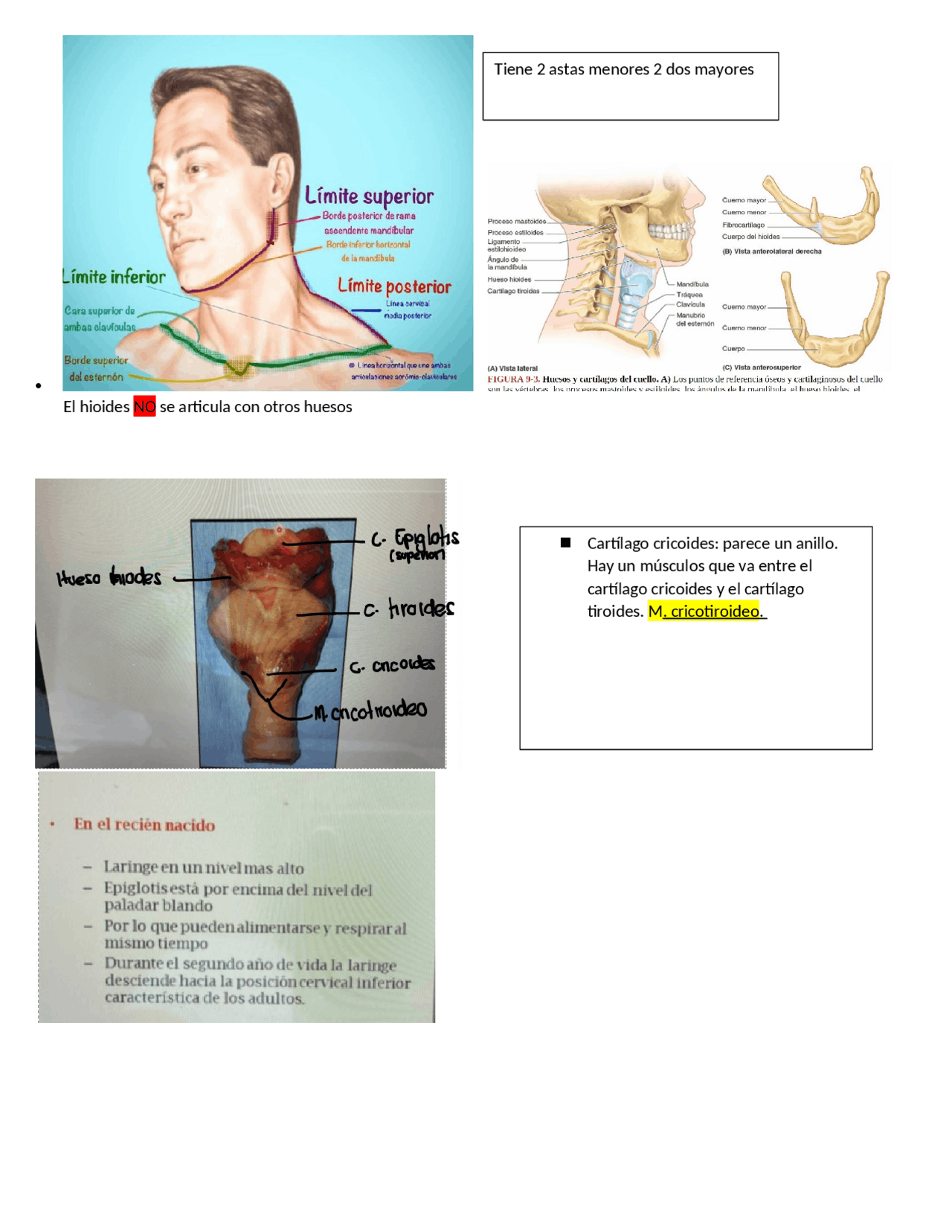 Anatomía Descriptiva De Cuello Docsity