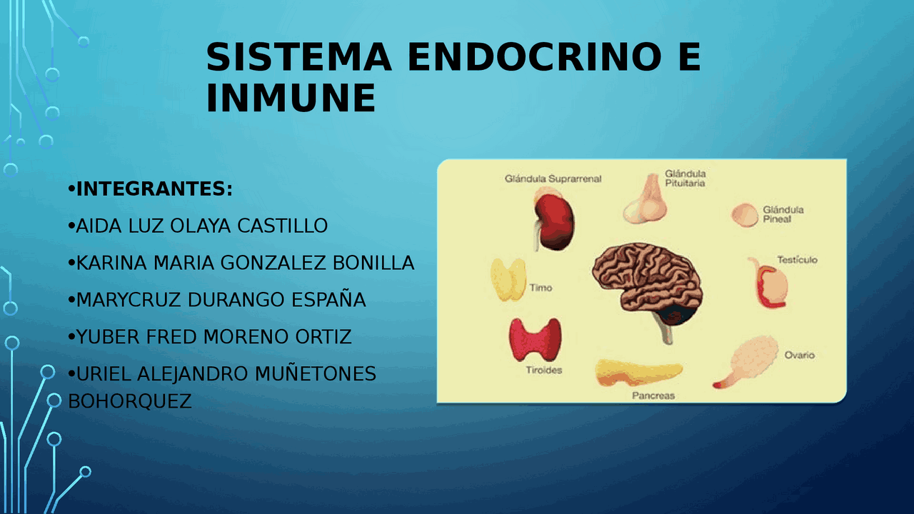 El Sistemas Endocrino Y Sistema Inmunitario Docsity
