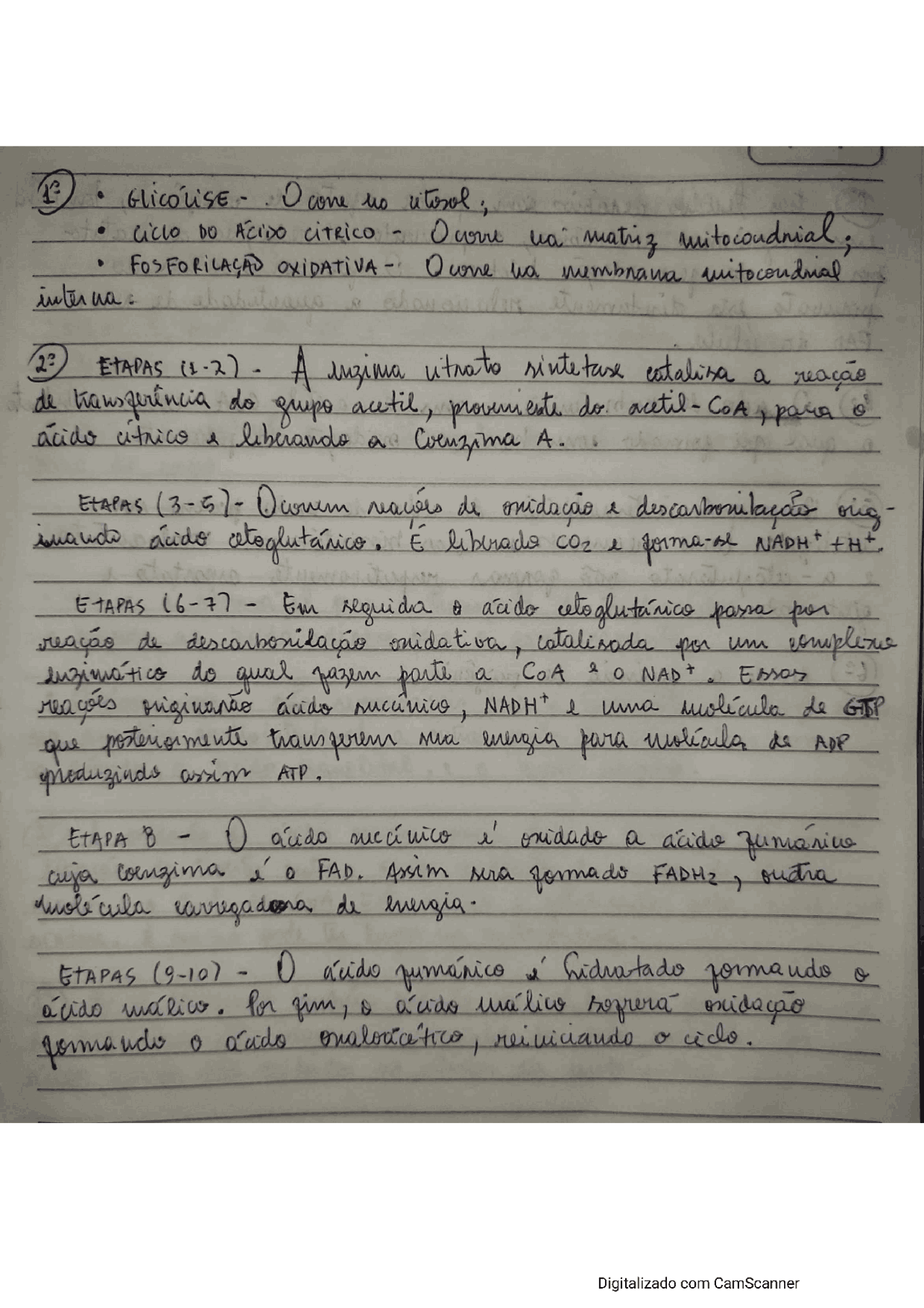 Exercício Ciclo De Krebs Docsity