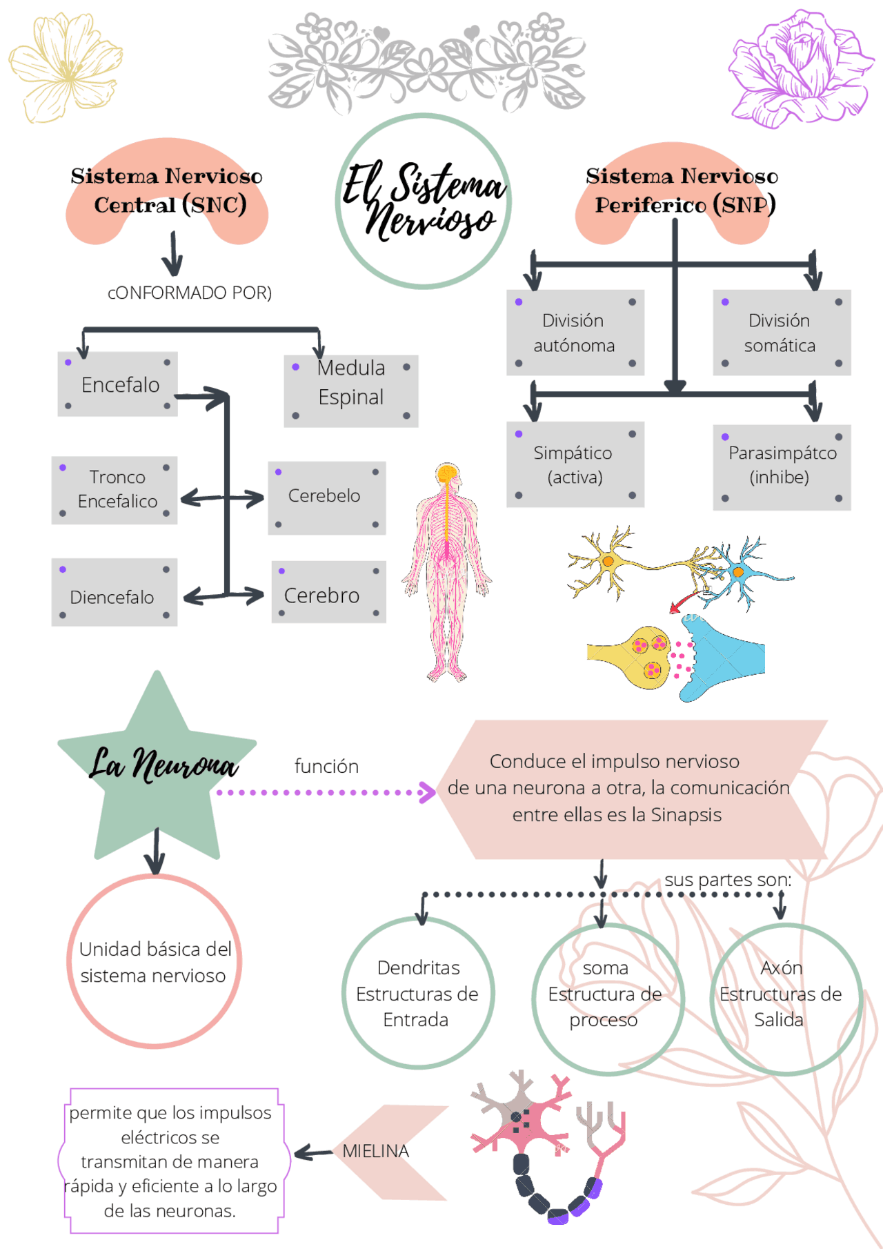 Sistema Nervioso Neurona Docsity